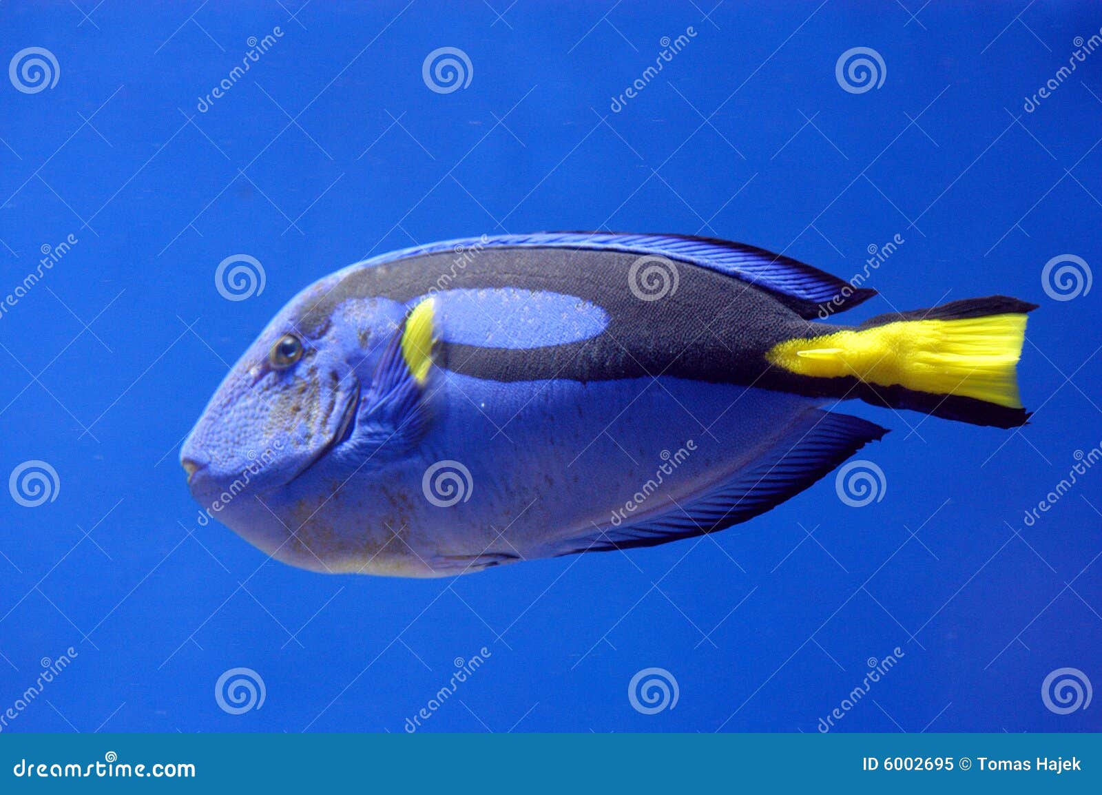 Coral fish stock image. Image of stripes, coralline, reef - 6002695
