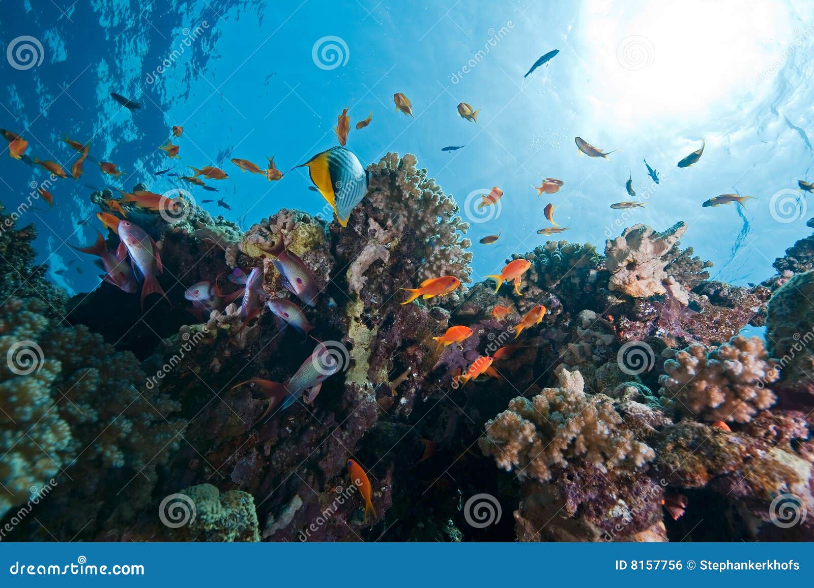 Coral And Fish Picture. Image: 8157756