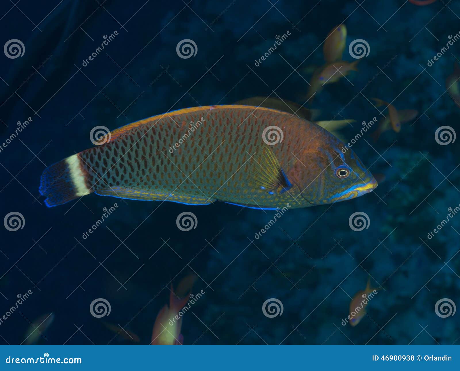 Coral Fish Chiseltooth Wrasse Stock Photo - Image of wrasse, wild: 46900938