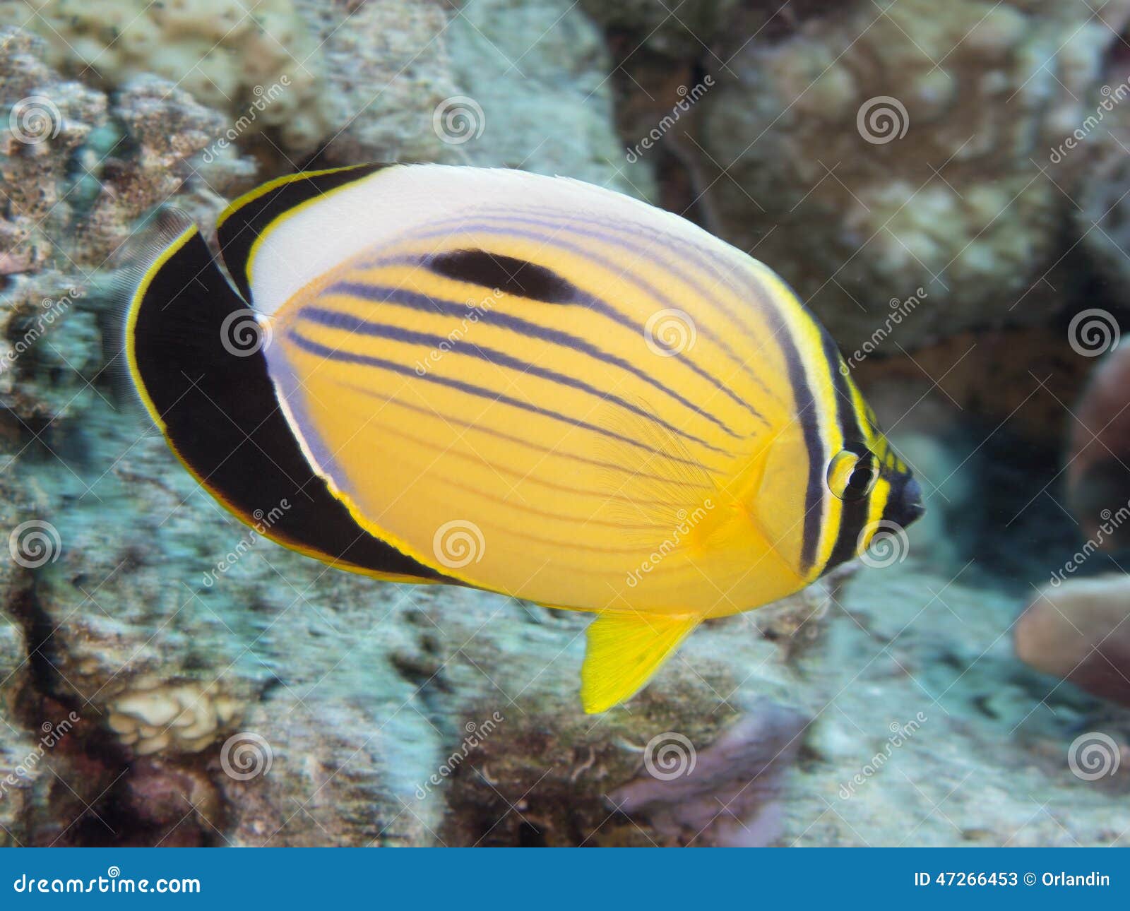 Coral Fish Exquisite Butterflyfish Stock Image - Image of wild, marine ...