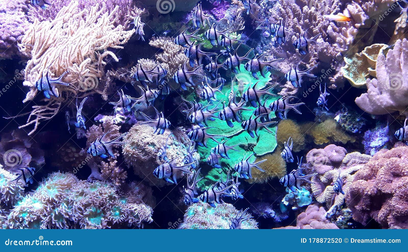 A Koi Fish Family. Stock Photo | CartoonDealer.com #93453186