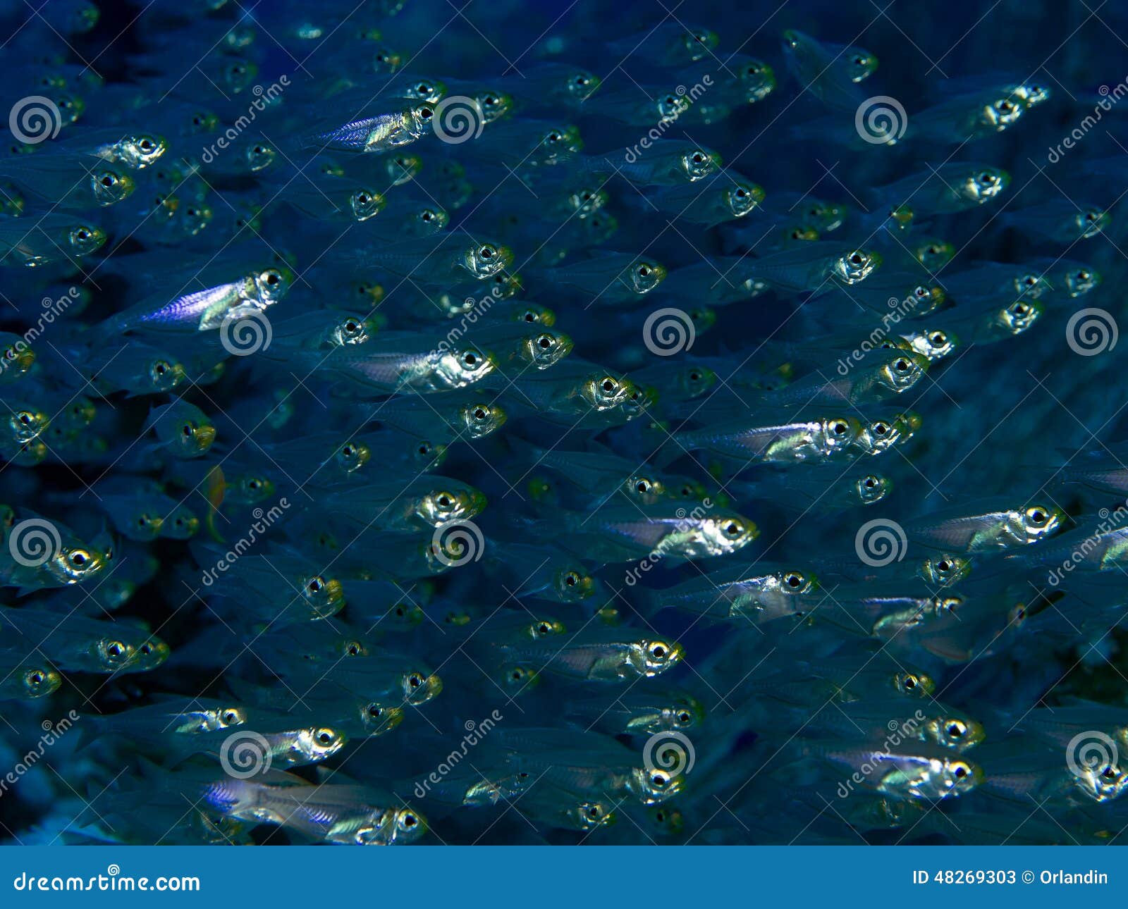 Coral fish Golden sweeper stock image. Image of nature - 48269303