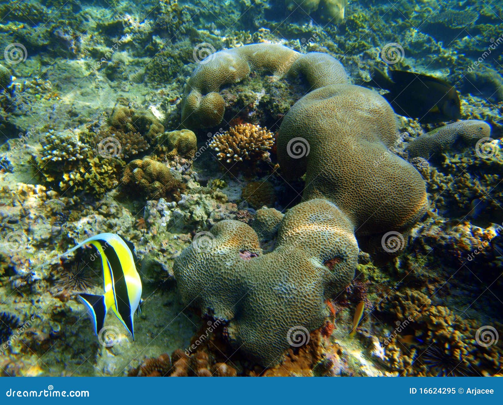Coral and Fish in the Pacific Ocean Stock Image - Image of environment ...
