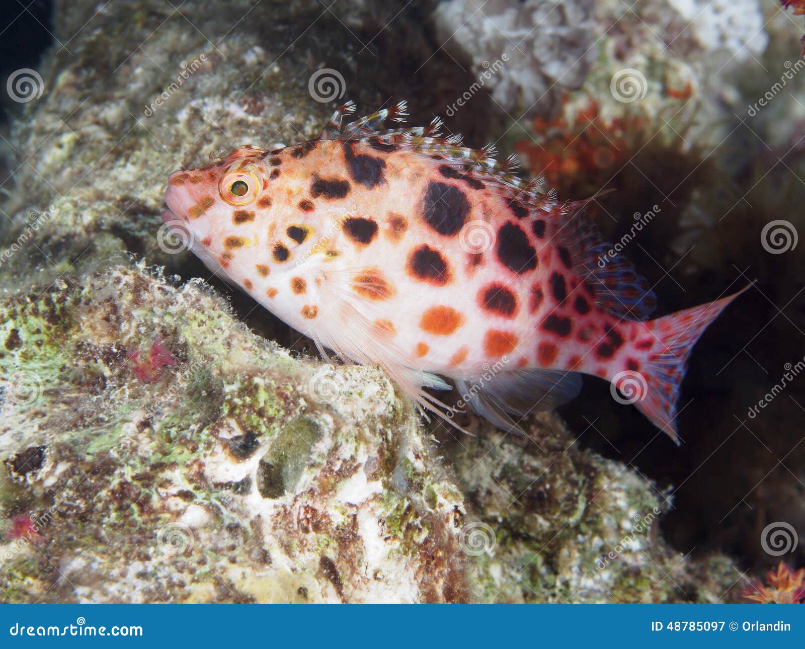 Coral fish Pixie hawkfish stock image. Image of cirrbitichthys - 48785097