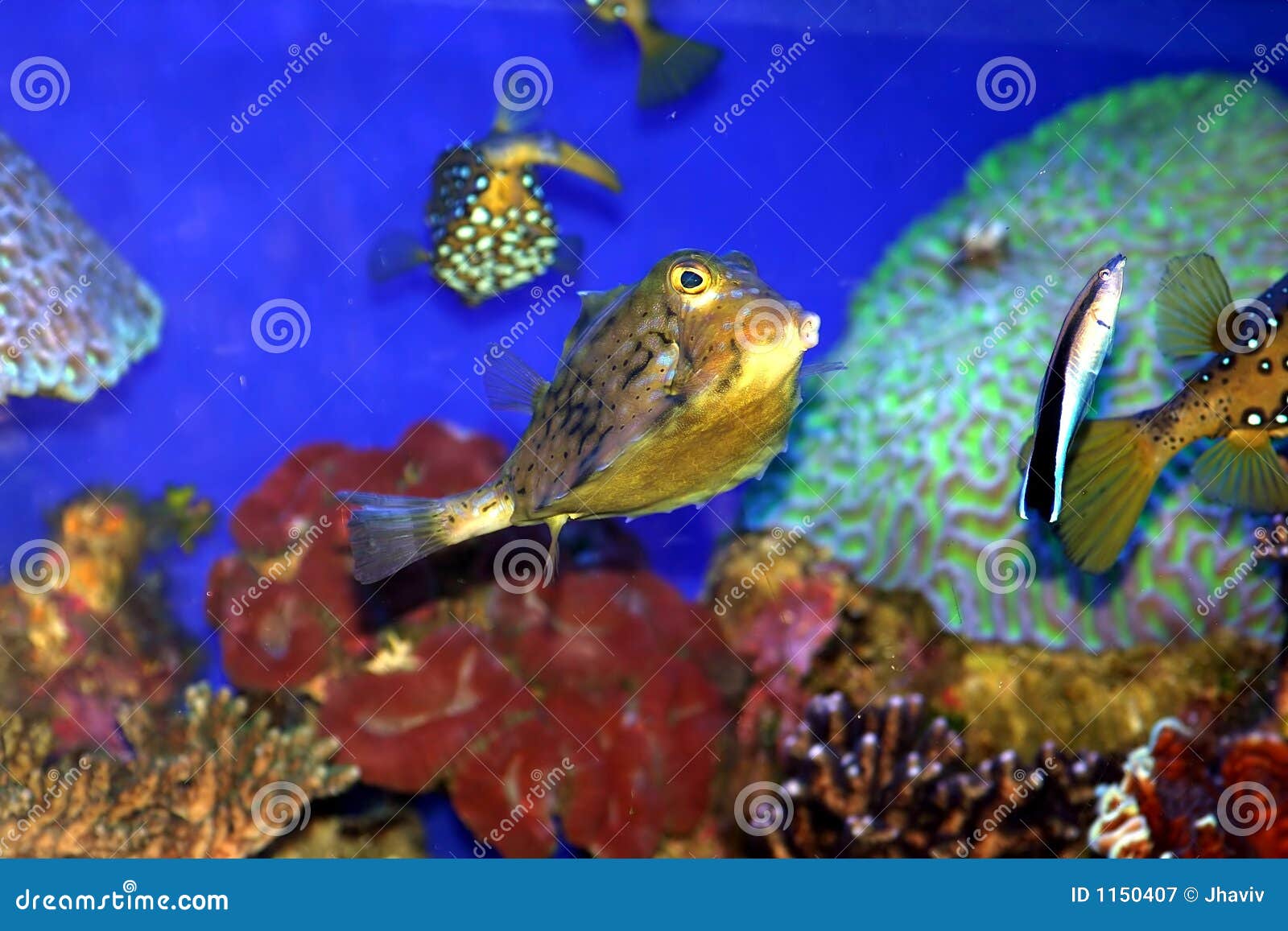 A Coral Fish in the Red Sea Stock Image - Image of brine, coral: 1150407
