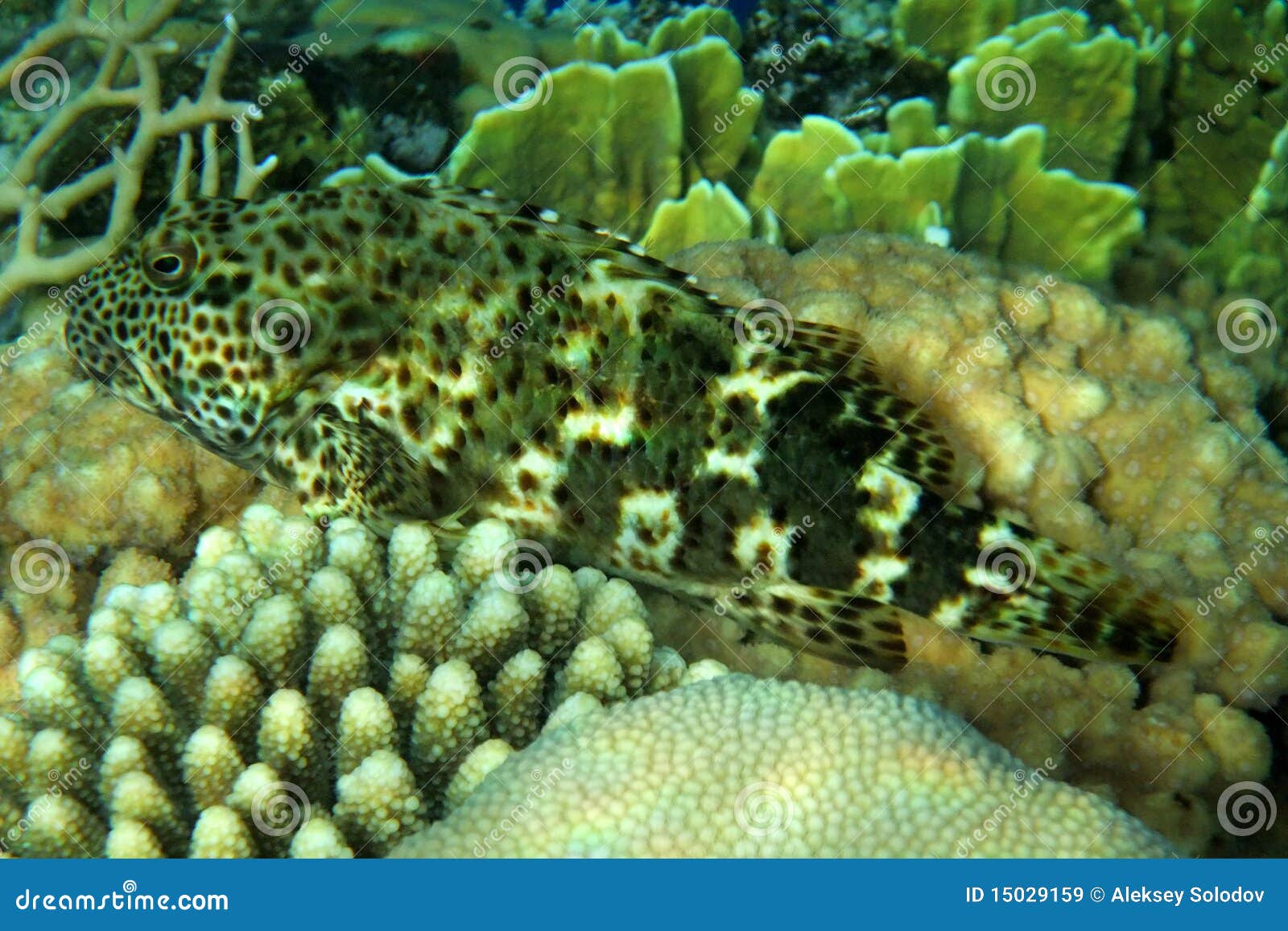 A Coral Fish in the Red Sea Stock Image - Image of water, wild: 15029159