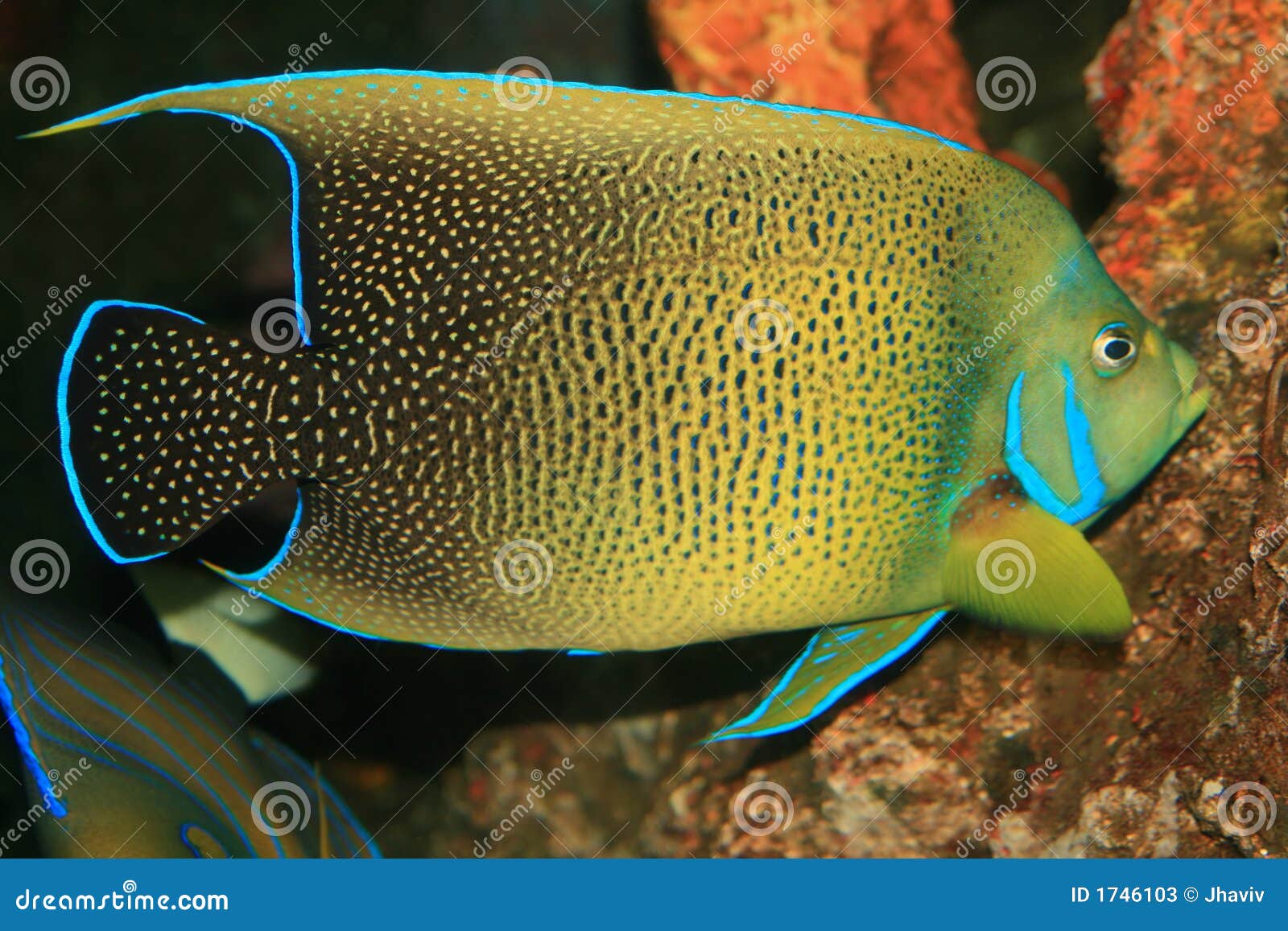 Coral fish in the Red Sea stock image. Image of marines - 1746103