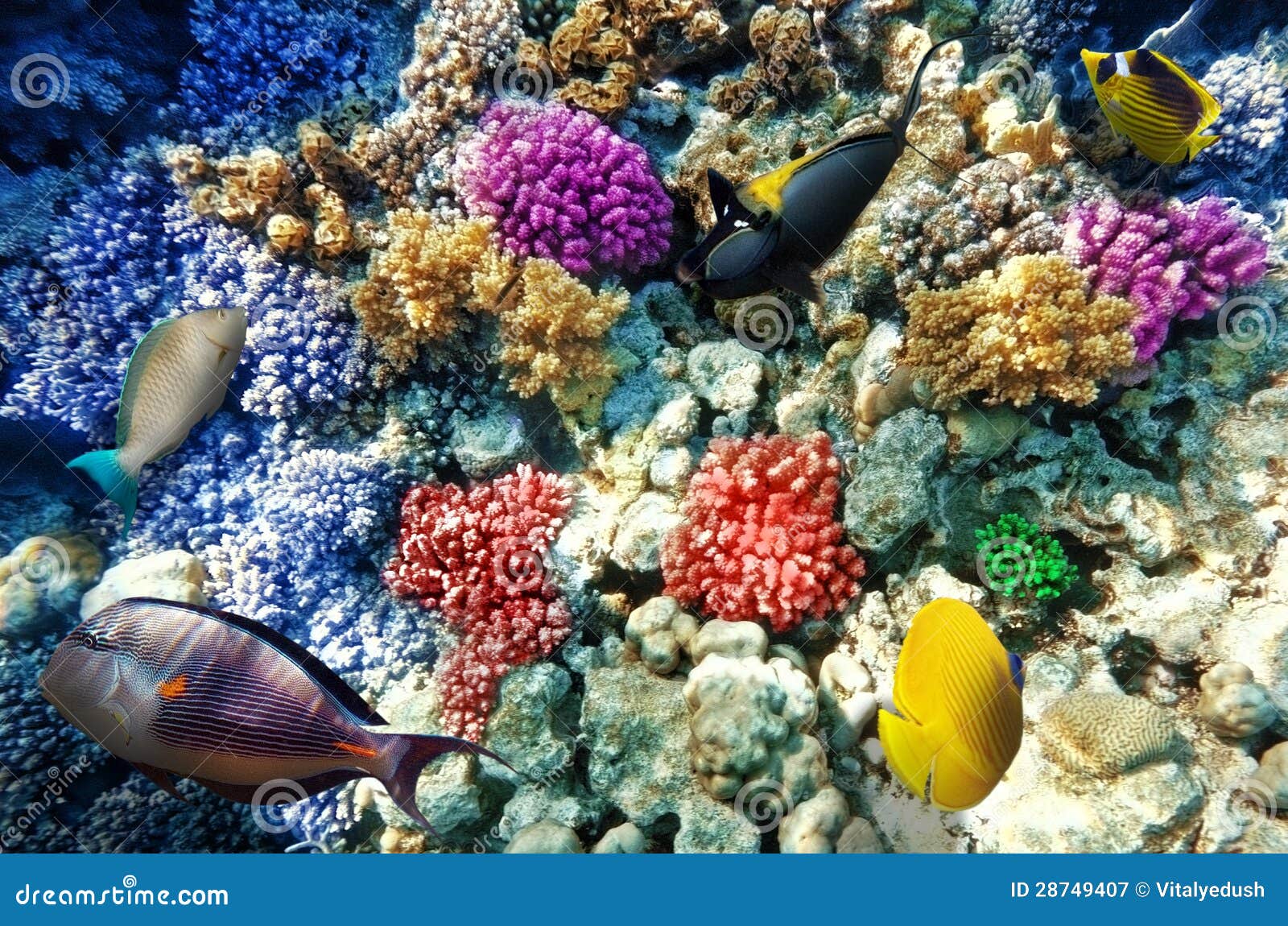 Coral and Fish in the Red Sea. Stock Image - Image of closeup, diving ...