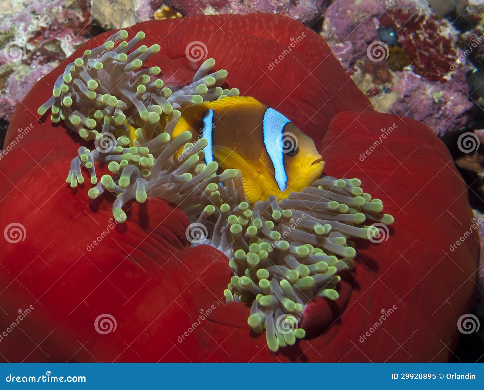 Red sea anemonefish stock image. Image of exotic, clawn - 29920895