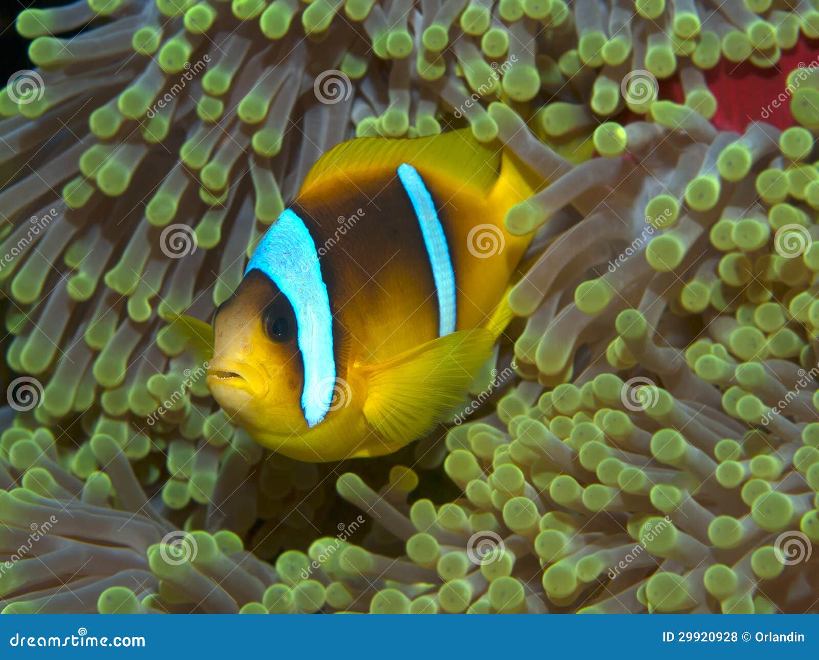 Red sea anemonefish stock photo. Image of amphiprion - 29920928