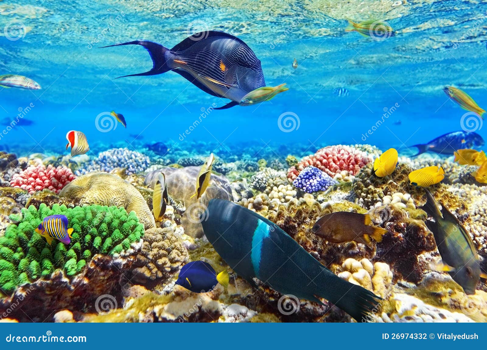 Coral and Fish in the Red Sea.Egypt Stock Photo - Image of scuba ...