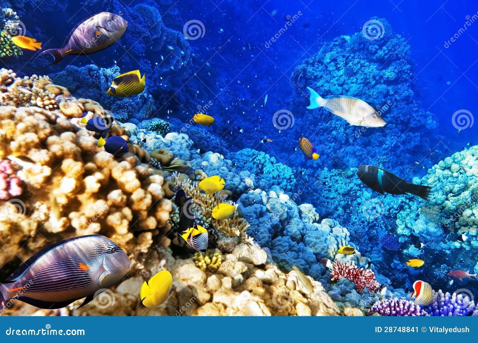 Coral and Fish in the Red Sea. Egypt, Africa. Stock Image - Image of ...