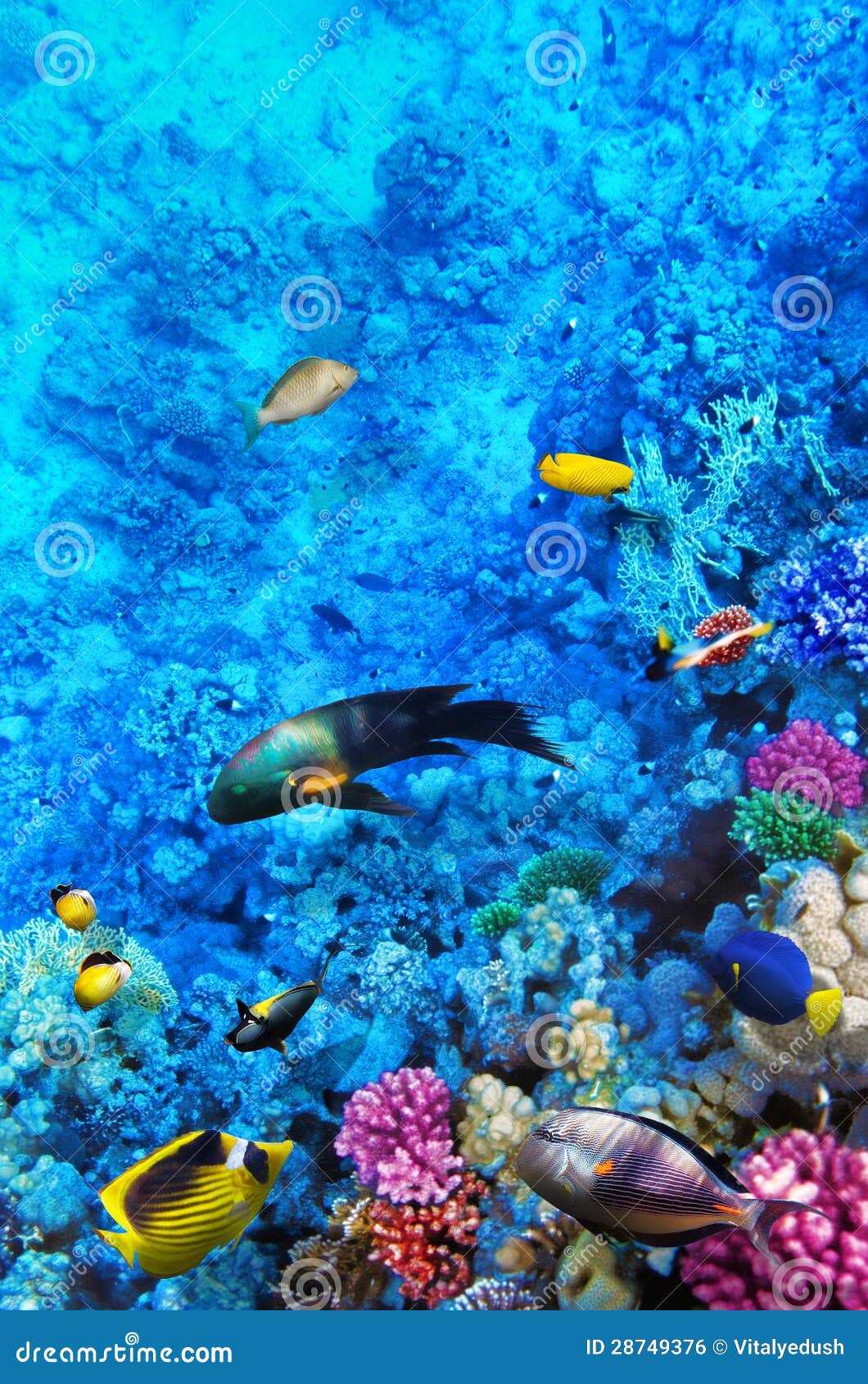 Coral and Fish in the Red Sea. Egypt, Africa. Stock Photo - Image of ...