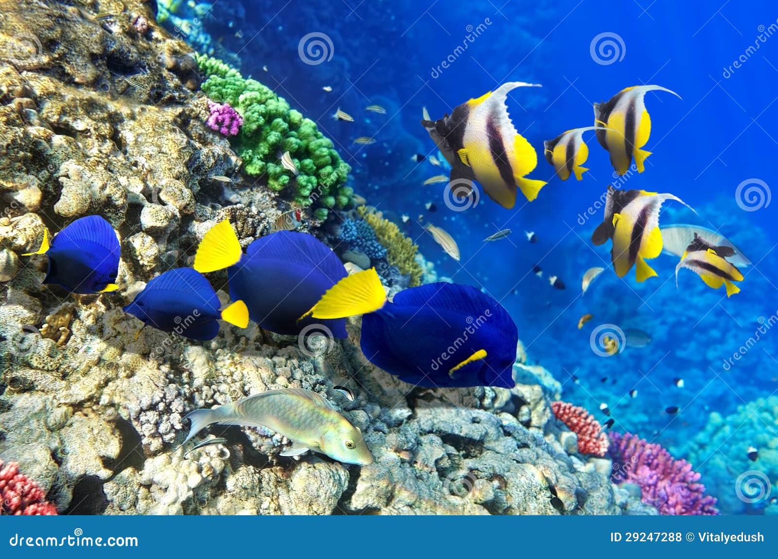 Coral and Fish in the Red Sea. Egypt, Africa. Stock Photo - Image of ...
