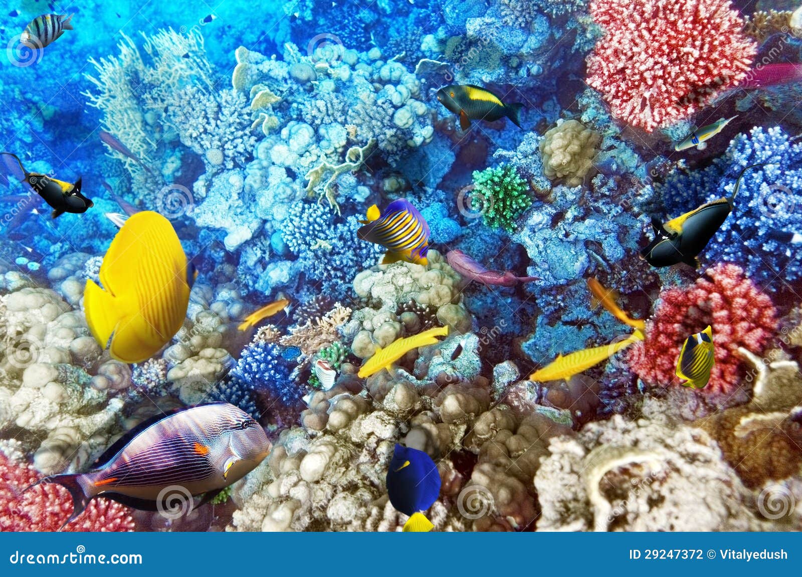 Coral and Fish in the Red Sea. Egypt, Africa. Stock Photo - Image of ...