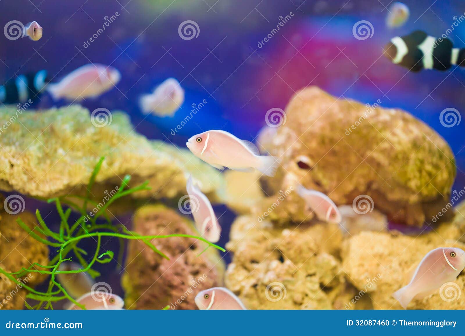Coral and fish in the Sea stock photo. Image of scuba - 32087460