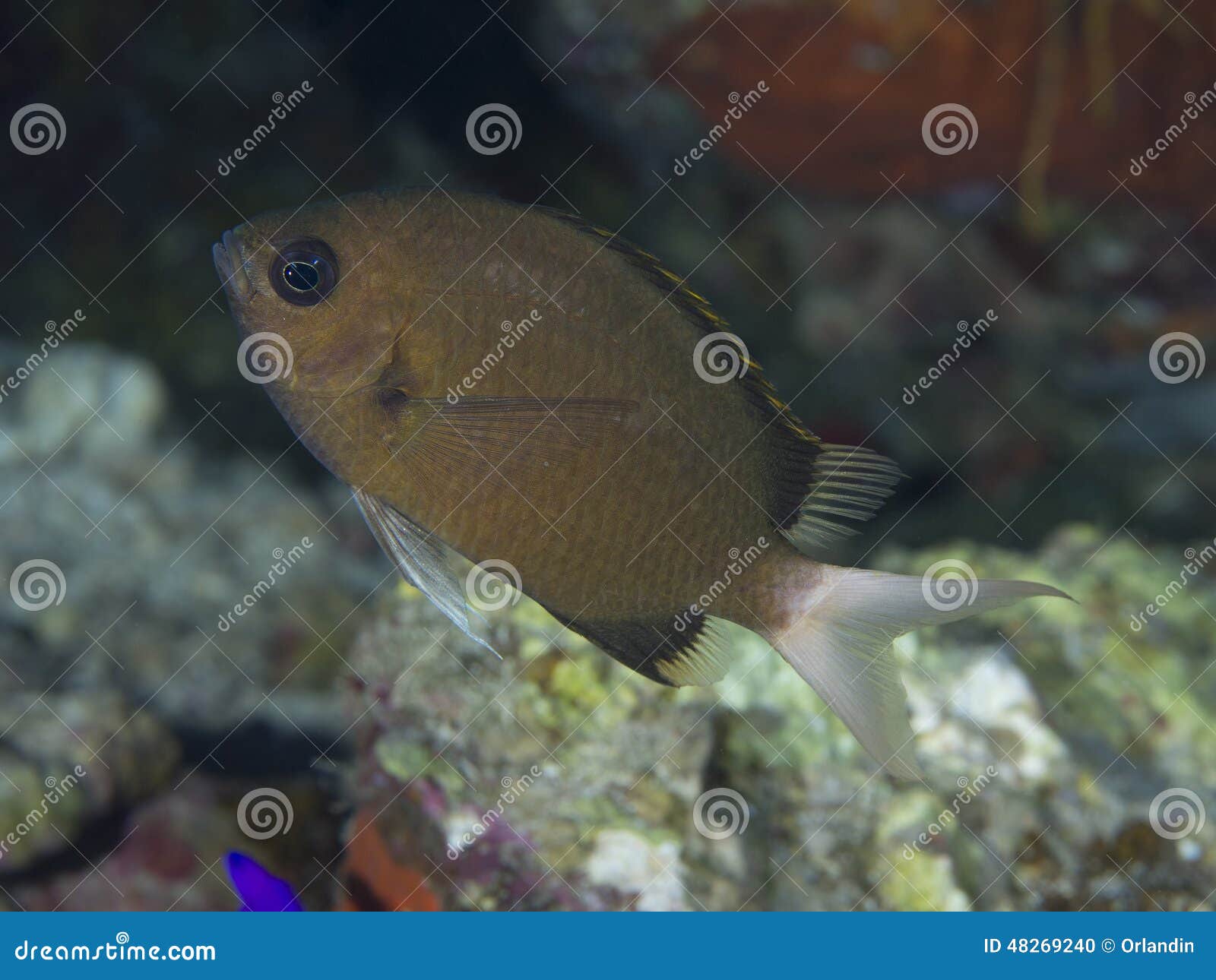 Coral Fish Yellow-edge Chromis Stock Photo - Image of chromis, tropical ...