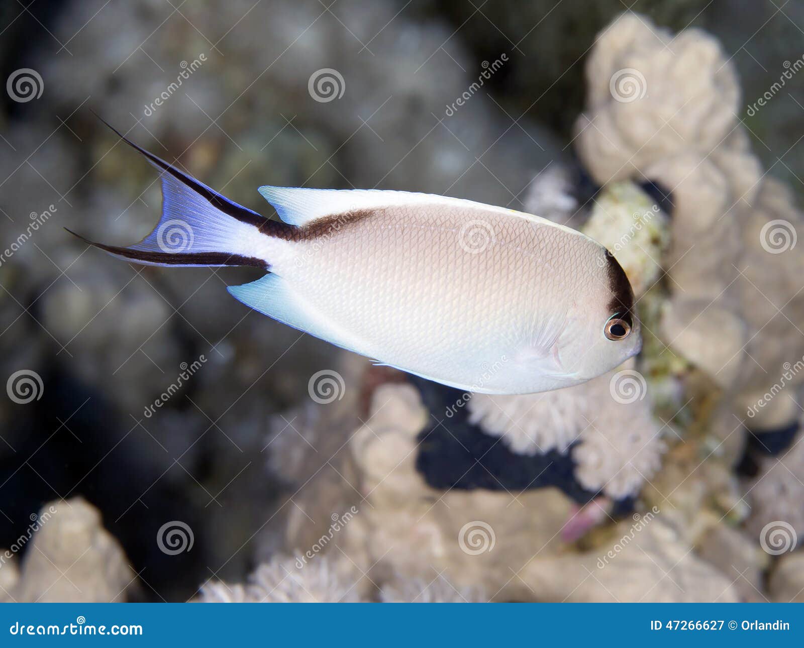 Coral fish Zebra angelfish stock image. Image of vivid - 47266627