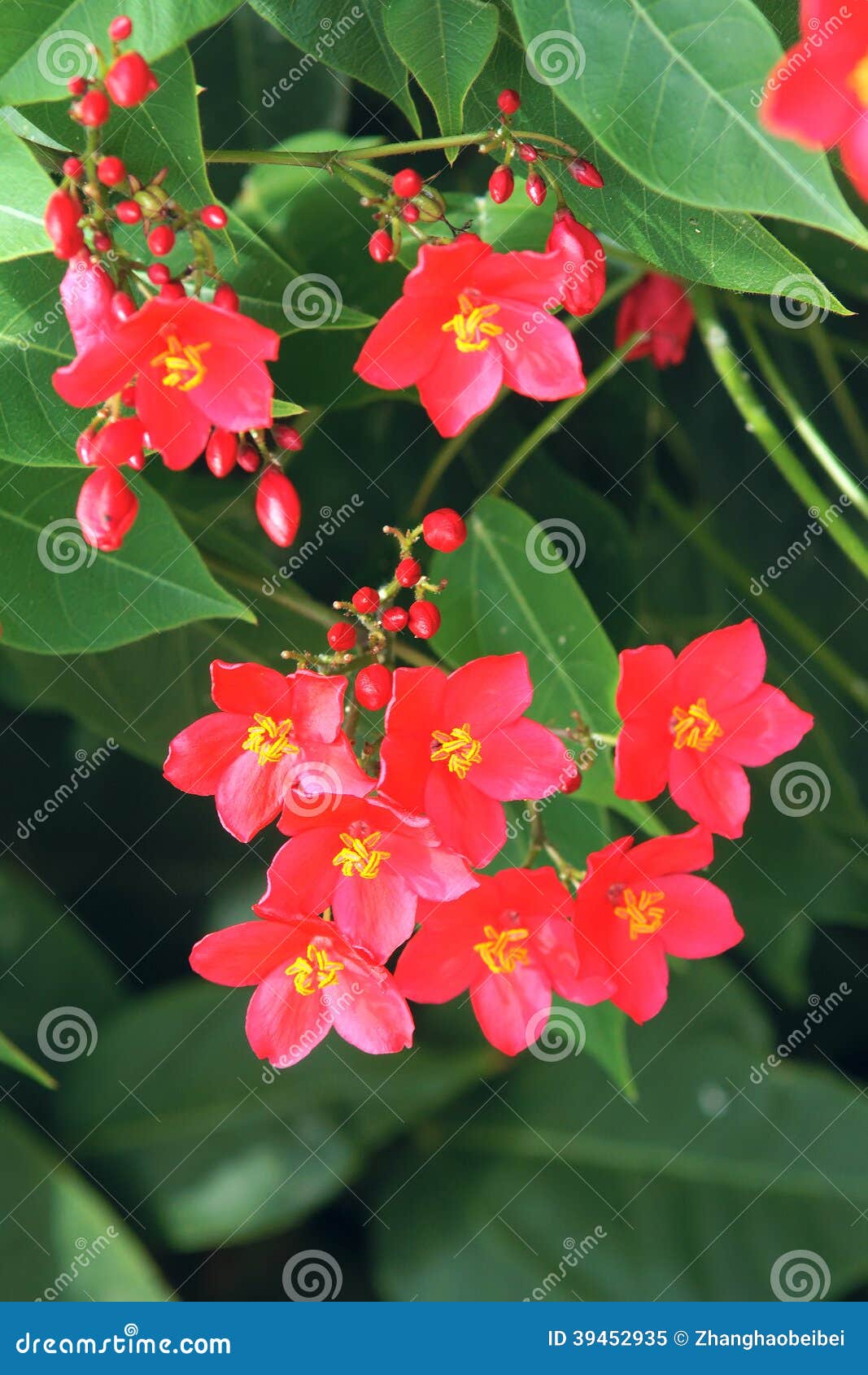 Coral flowers stock image. Image of pink, leaves, plant - 39452935
