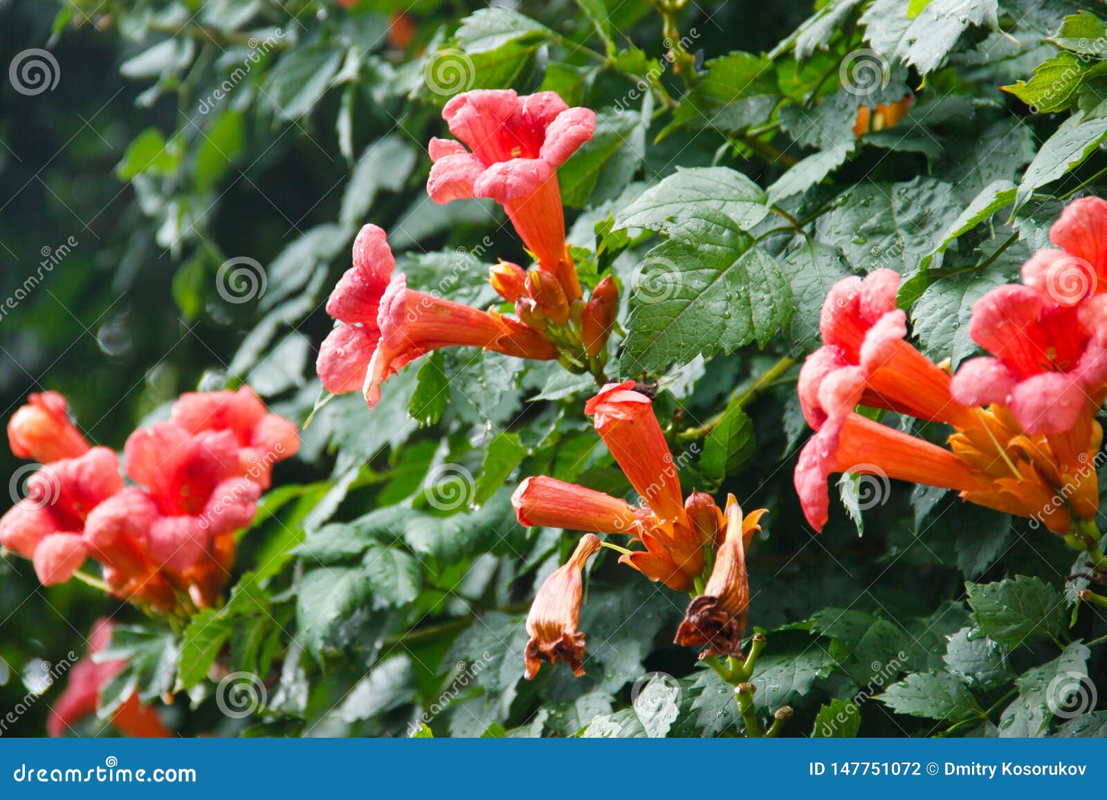 Coral Flowers on a Green Bush Stock Photo - Image of chain, beautiful ...