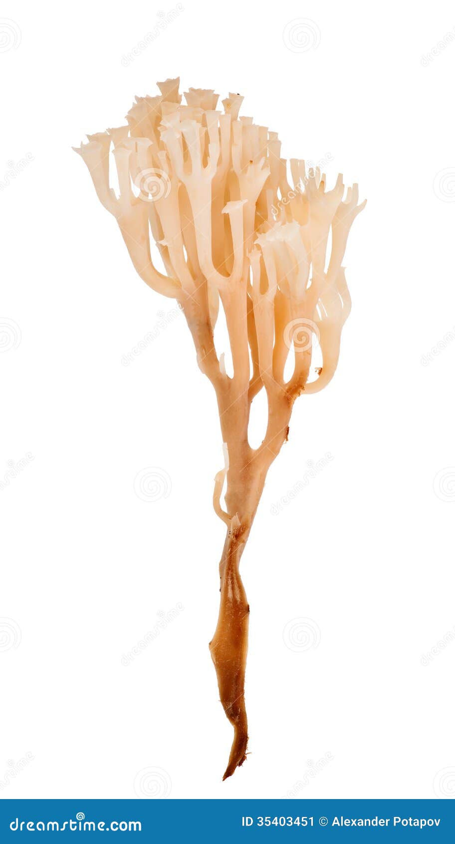 Coral Fungi, Ramaria Species, Growing In Australian Temperate ...