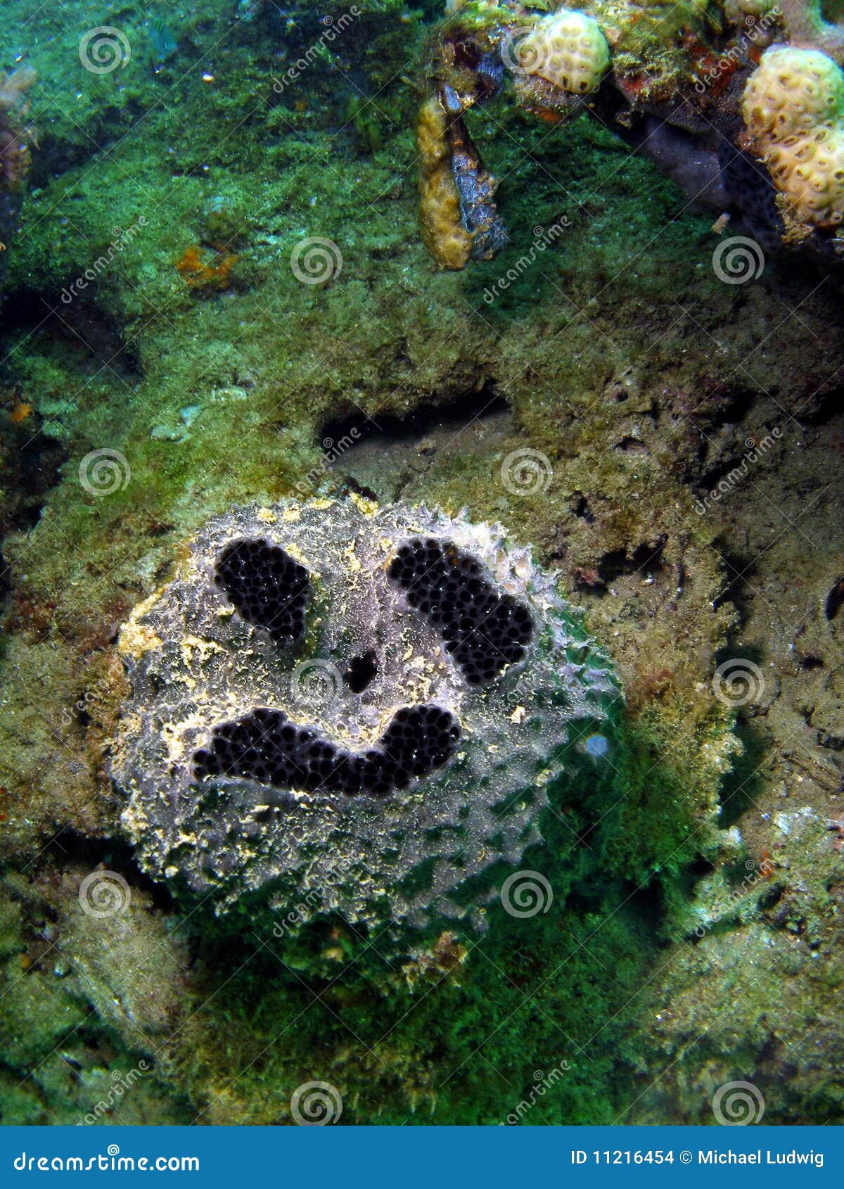 Coral Funny Face stock photo. Image of marine, outdoors - 11216454