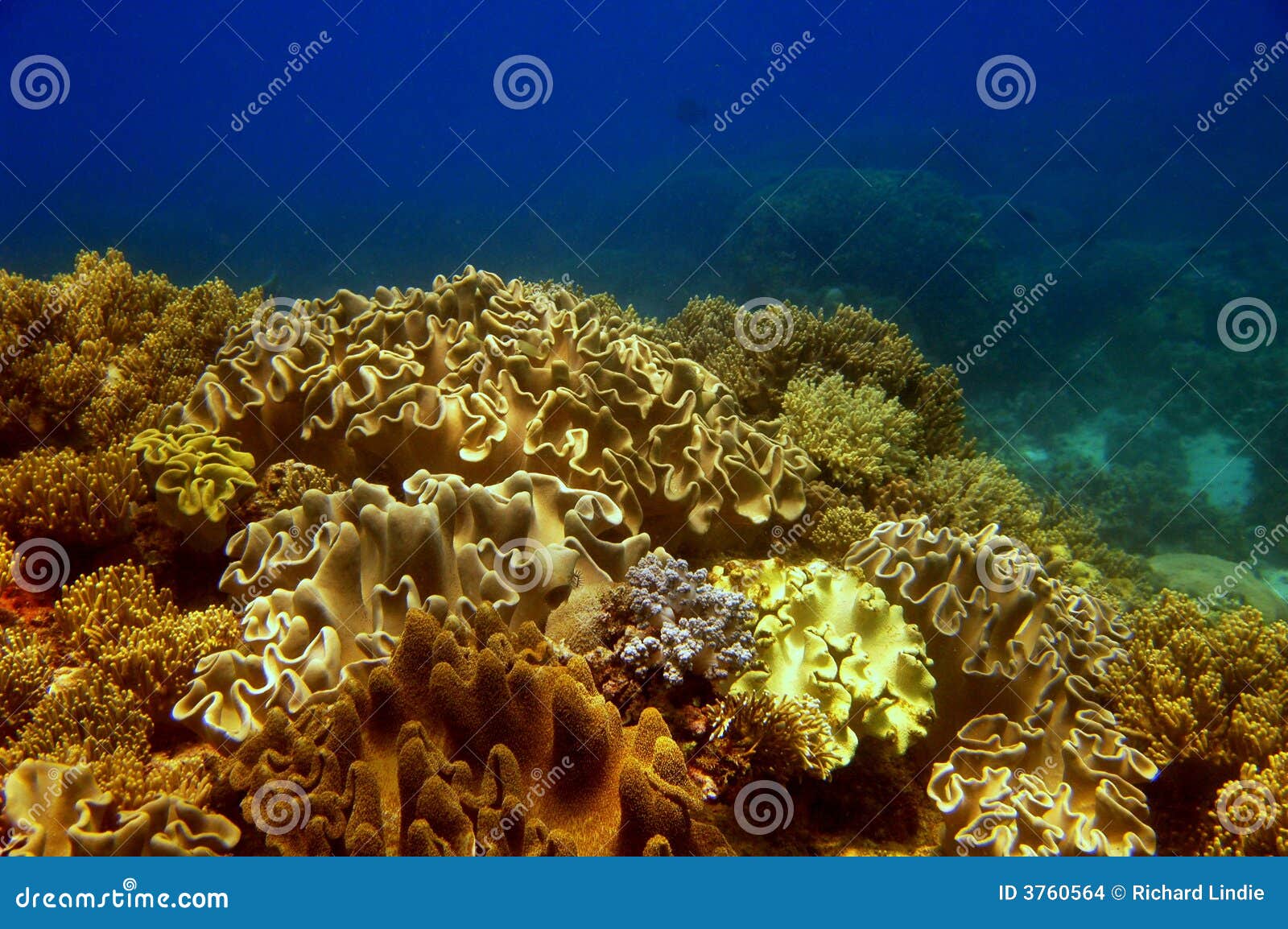 Coral garden stock photo. Image of peaceful, serene, underwater - 3760564