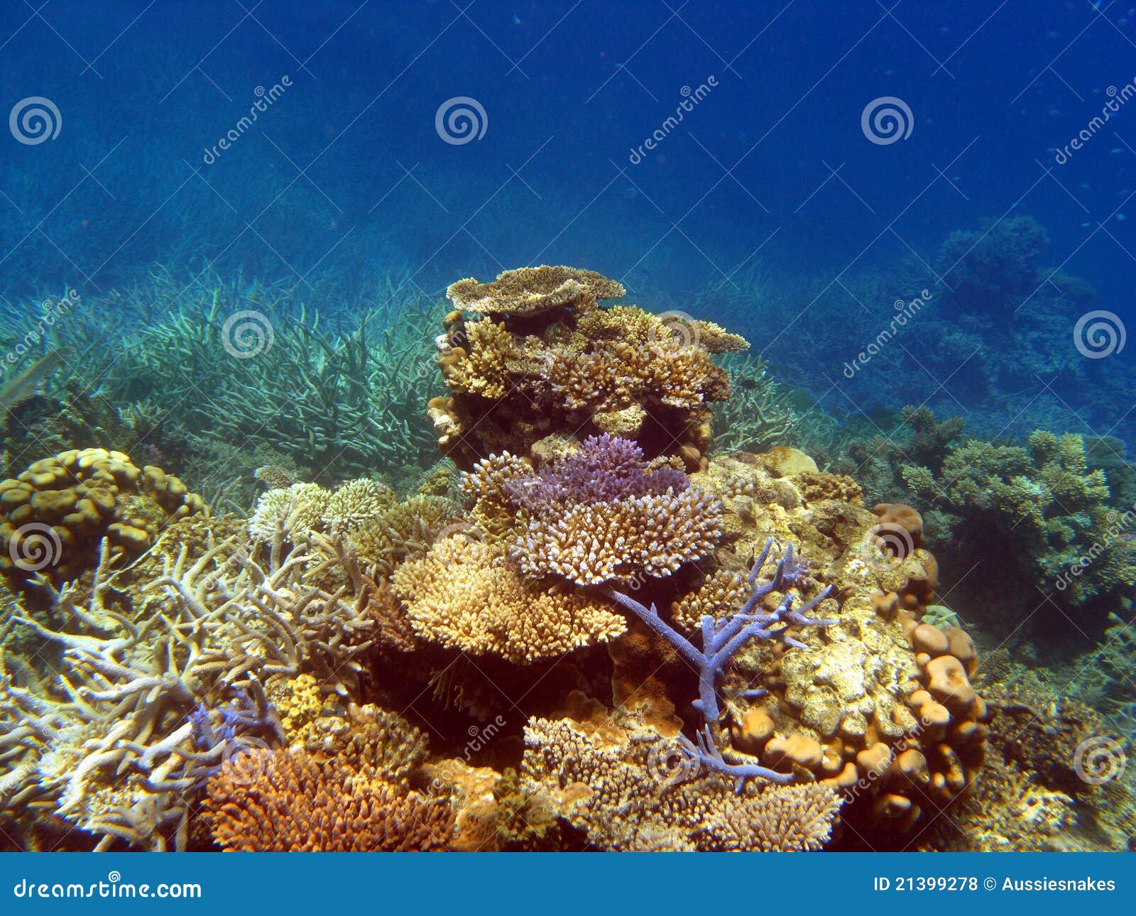 Coral Garden on the Barrier Reef Stock Photo - Image of australia ...