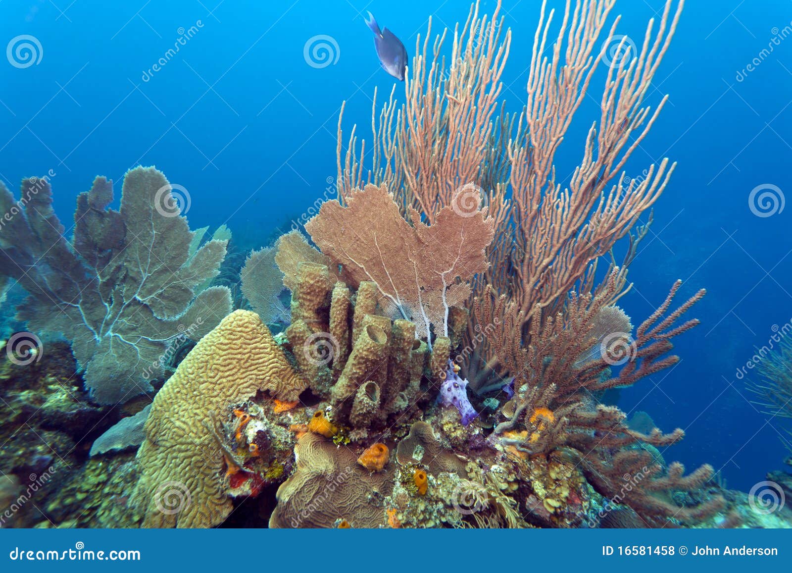 Coral gardens stock photo. Image of corals, ocean, living - 16581458