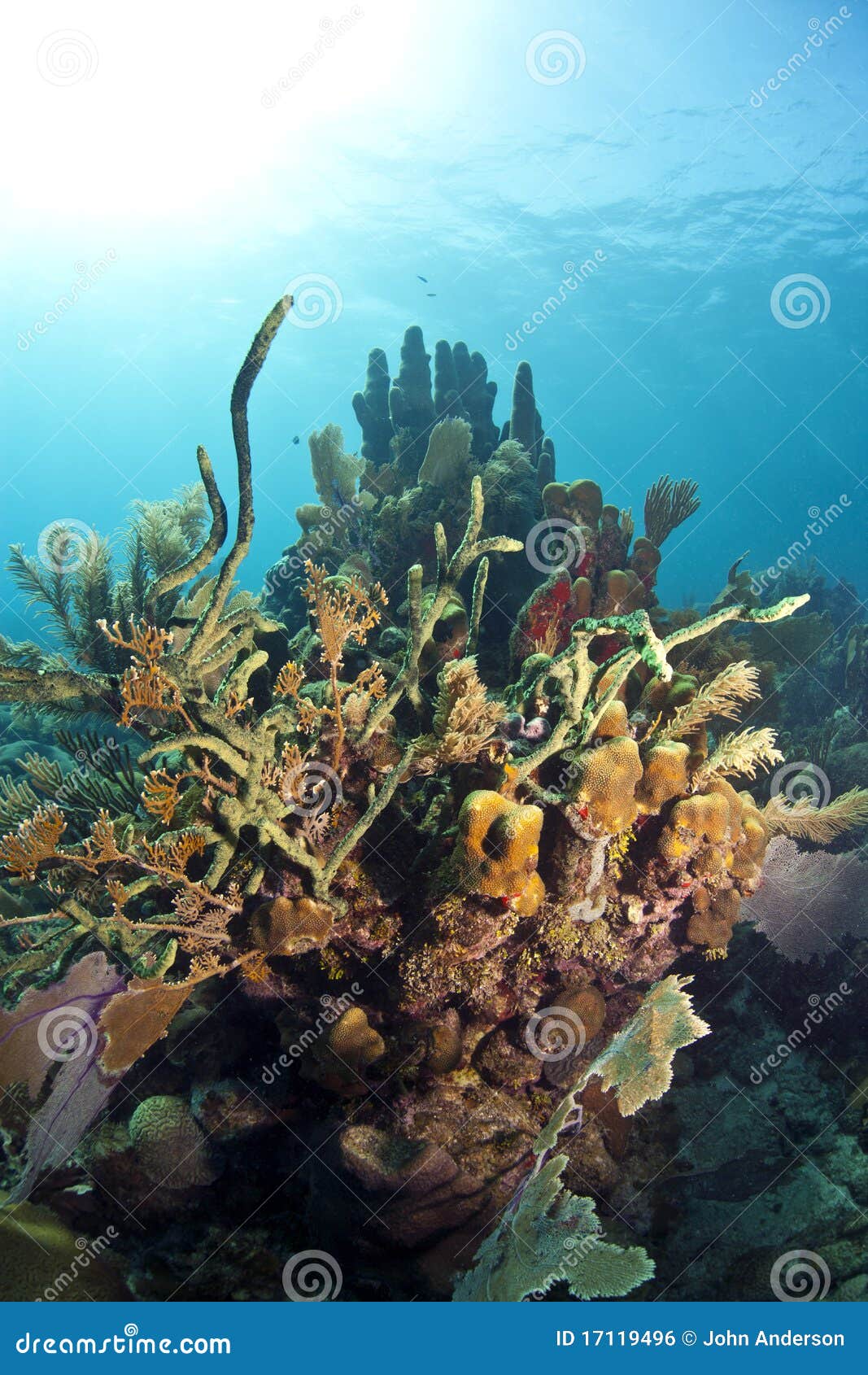 Coral Gardens stock photo. Image of islands, green, ocean - 17119496