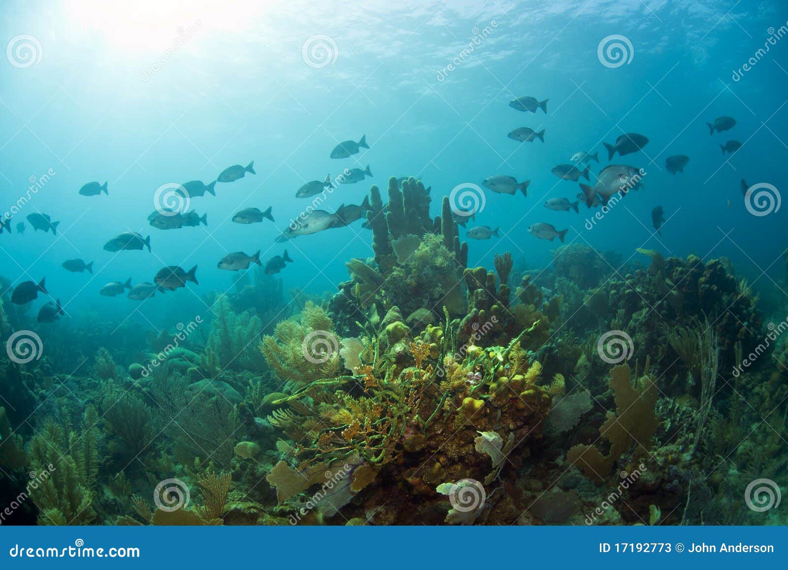 Coral Gardens stock image. Image of colorful, reef, ocean - 17192773