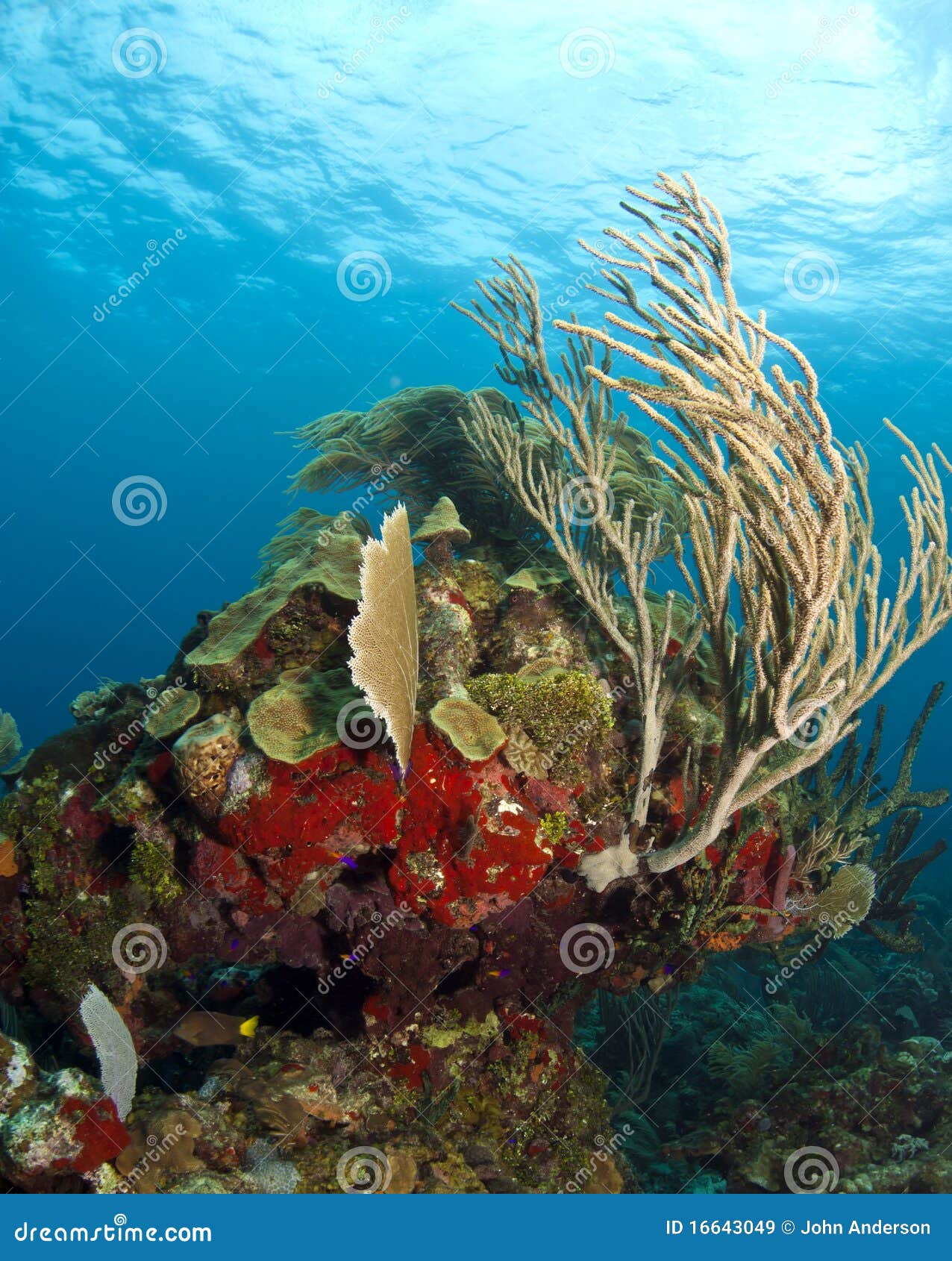 Coral Gardens with Red Encrusting Sponge Stock Image - Image of ocean ...