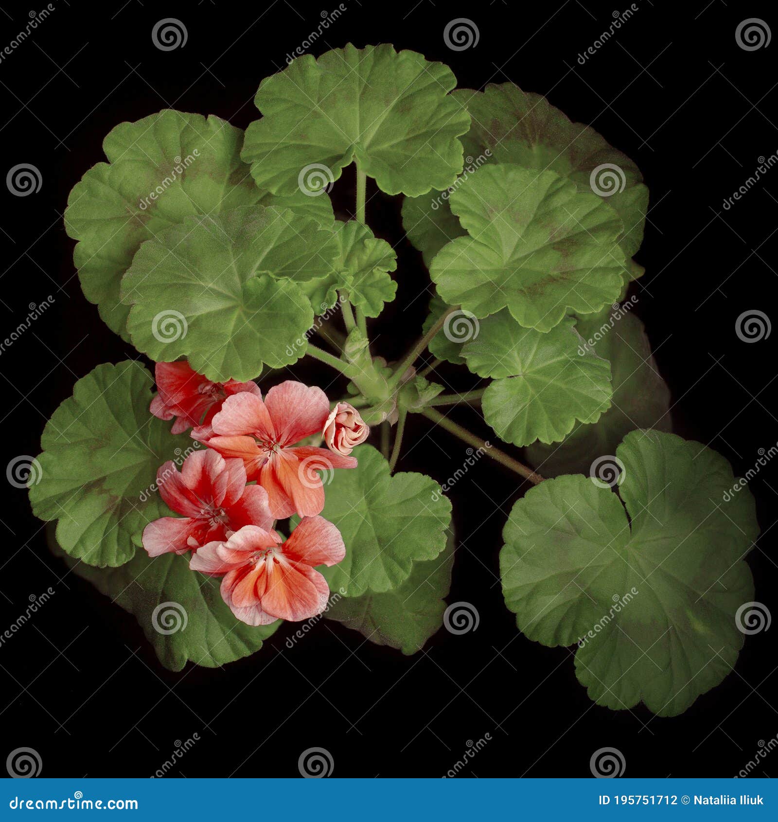 Coral Geranium Flowers on a Black Background Stock Photo - Image of ...