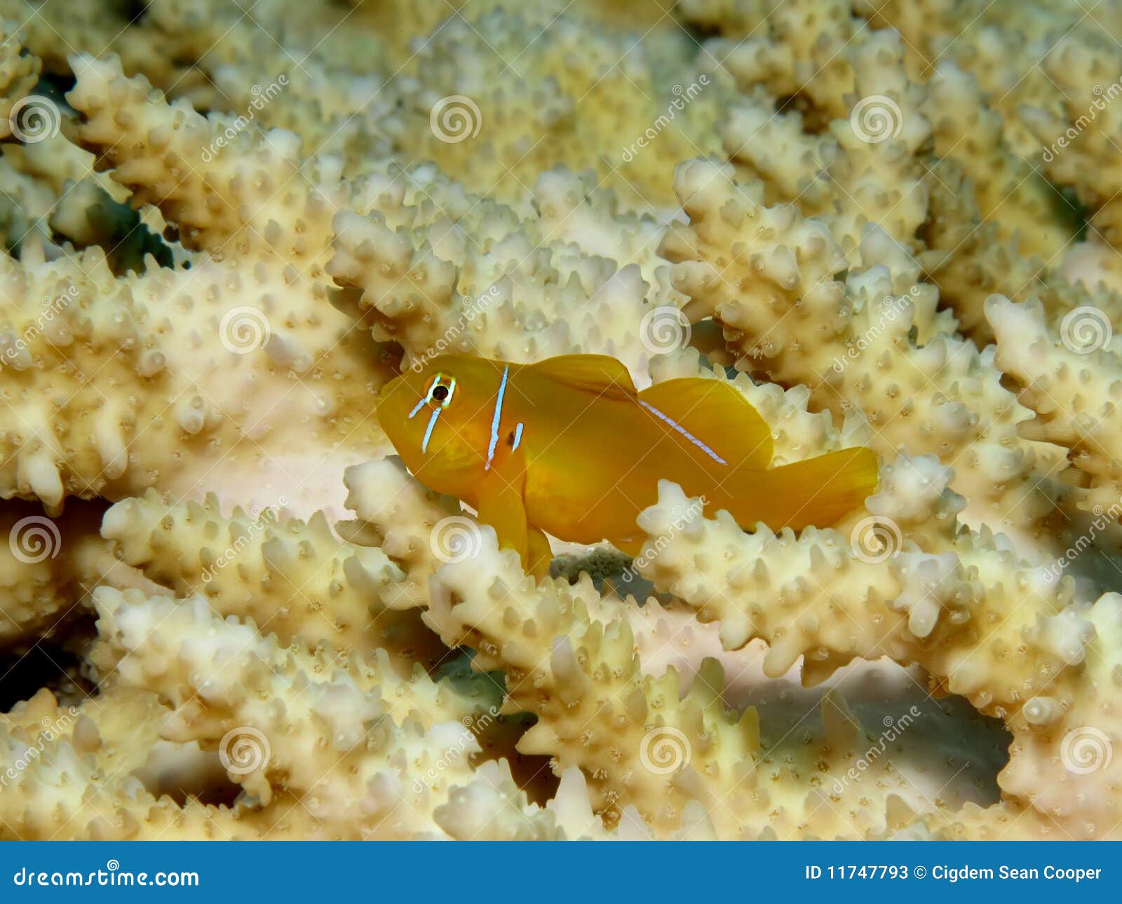 Coral Goby stock image. Image of sunderwater, aquatic - 11747793