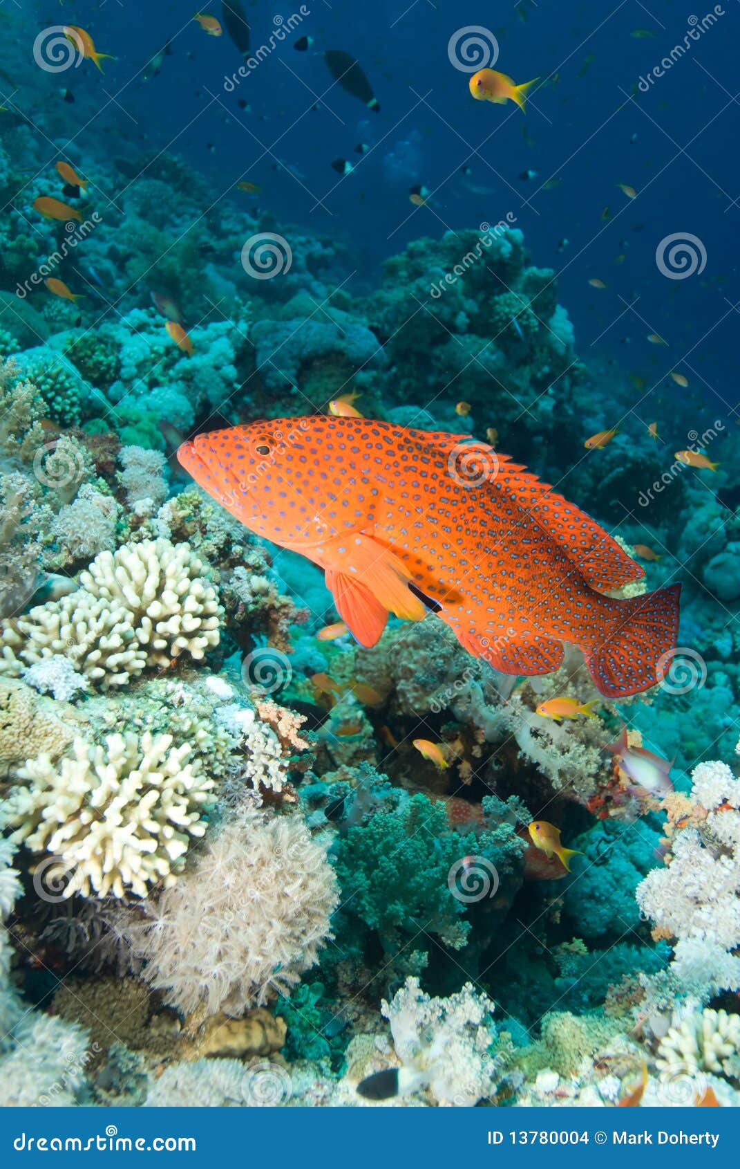 Red Sea Coral Grouper Royalty-Free Stock Image | CartoonDealer.com ...