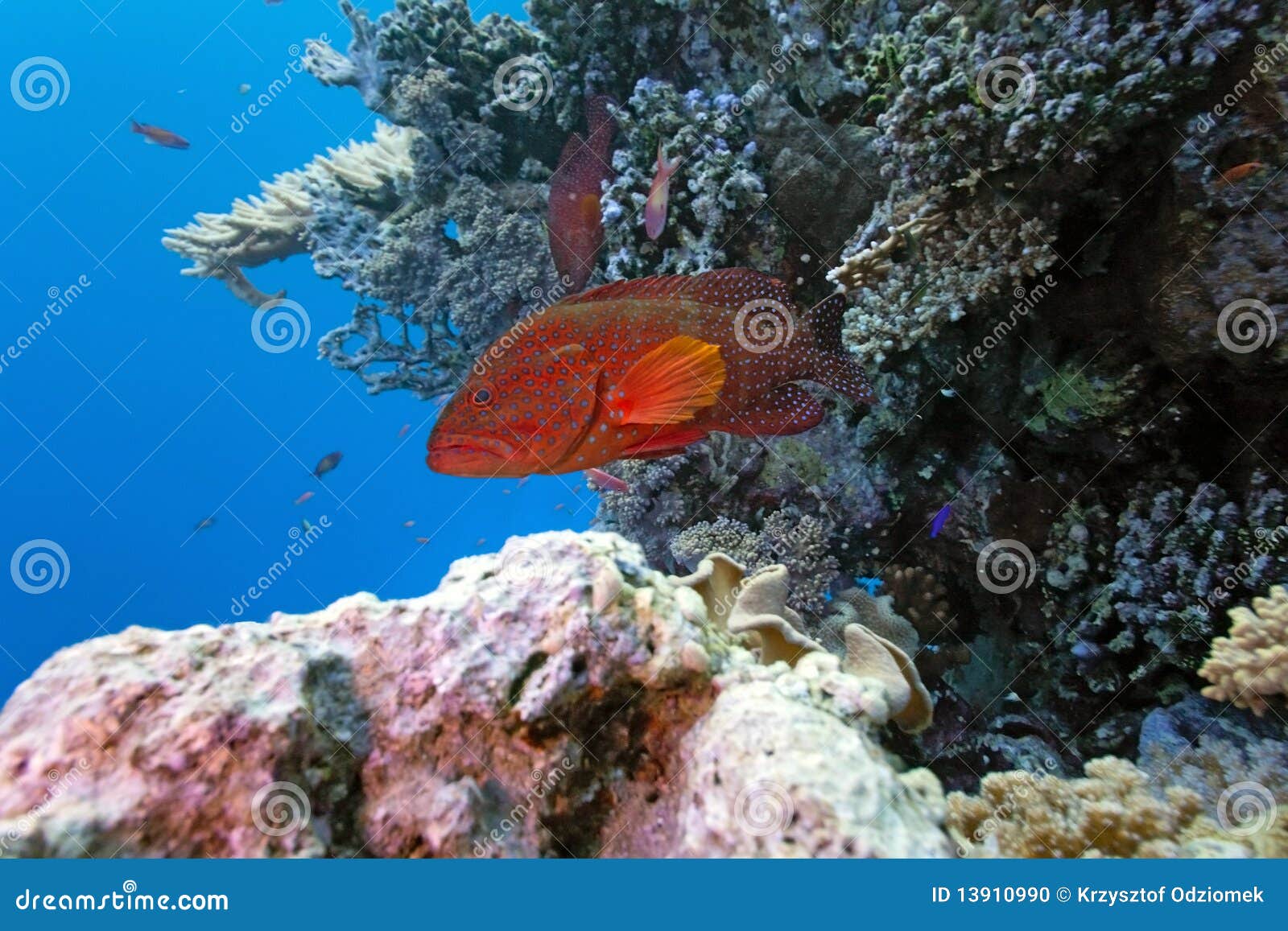 Coral grouper stock photo. Image of grouper, fish, saltwater - 13910990