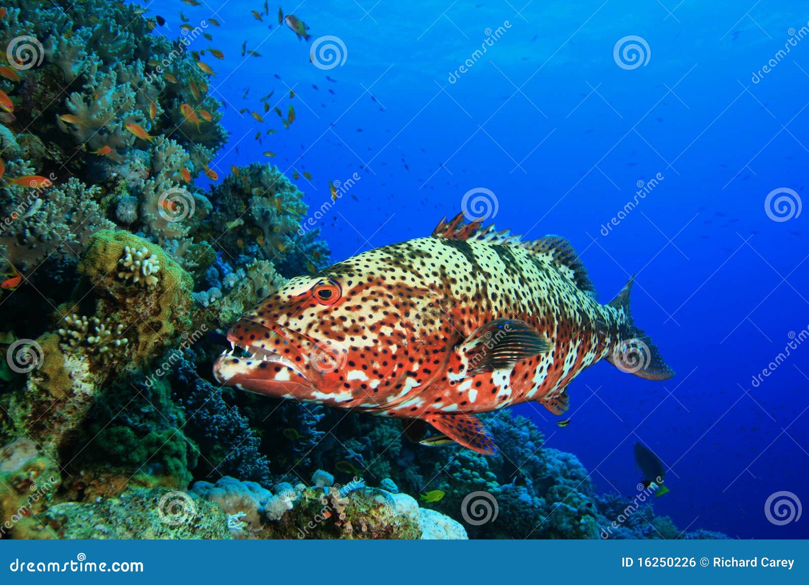 Coral Grouper stock photo. Image of reef, beauty, tropical - 16250226