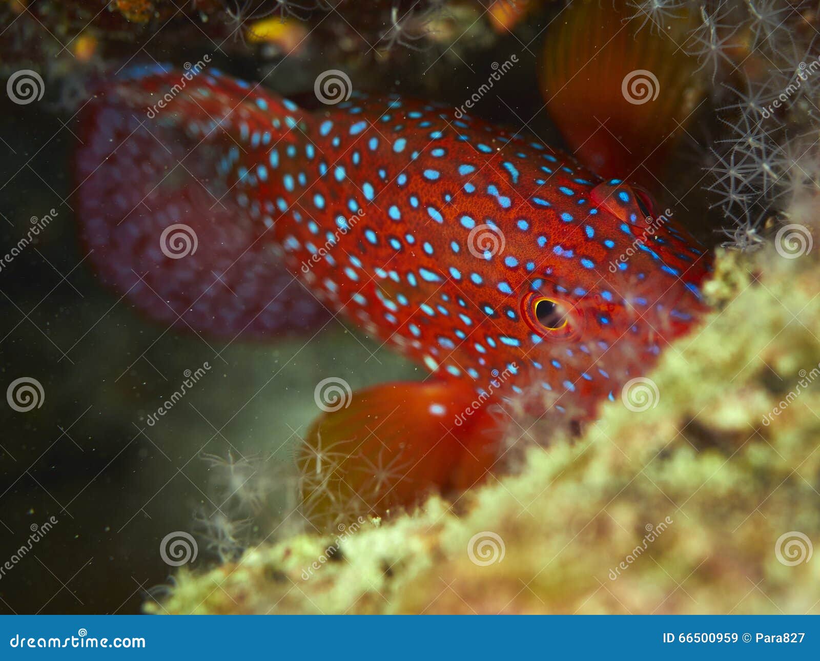 Coral grouper stock image. Image of seascape, snapper - 66500959