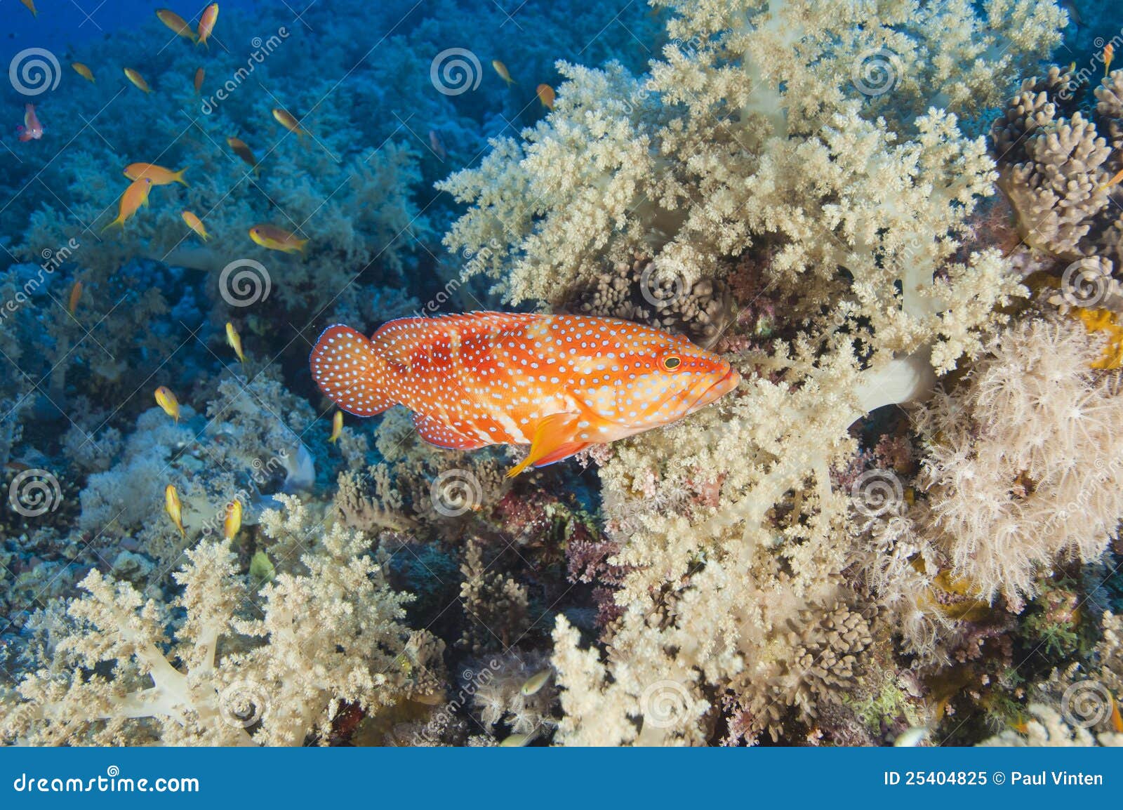 Coral Grouper on a Coral Reef Stock Image - Image of flora, tourism ...