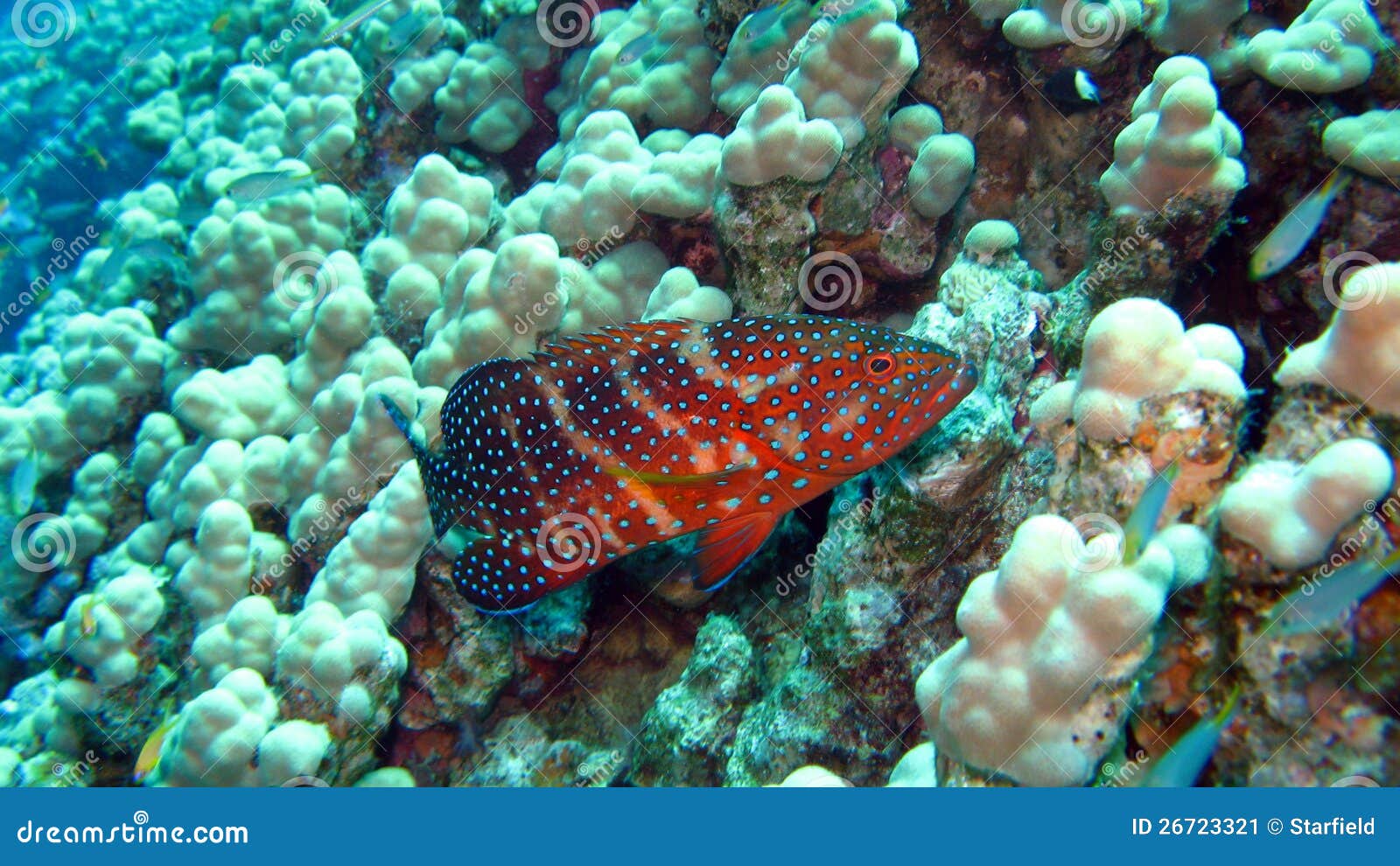 Coral Grouper in the Red Sea of Egypt Stock Image - Image of grouper ...