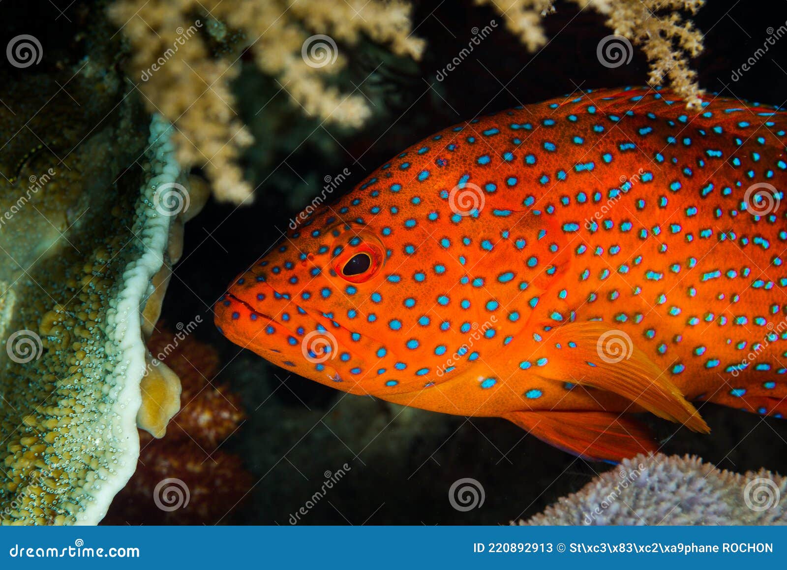 Coral Grouper on a Coral Reef Stock Image - Image of fish, destination ...