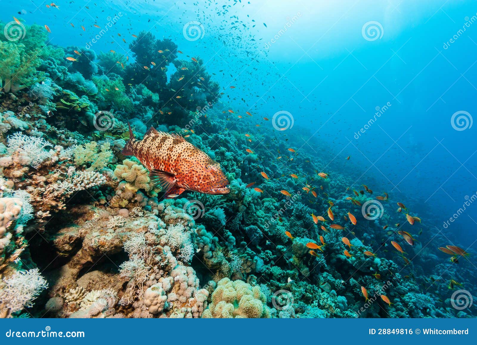 Coral Grouper on a reef stock photo. Image of life, ecosystem - 28849816