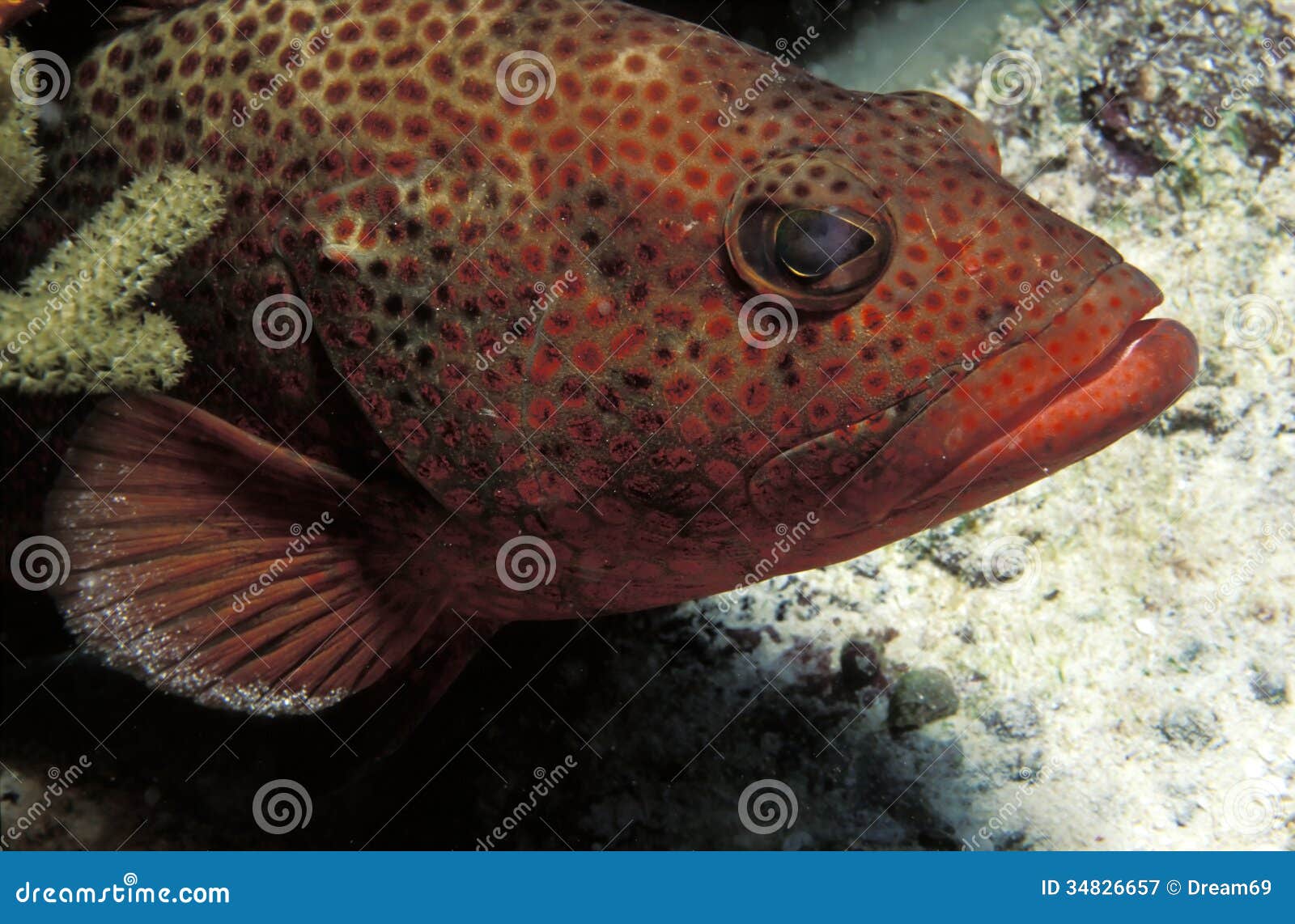 Coral grouper stock image. Image of life, destination - 34826657