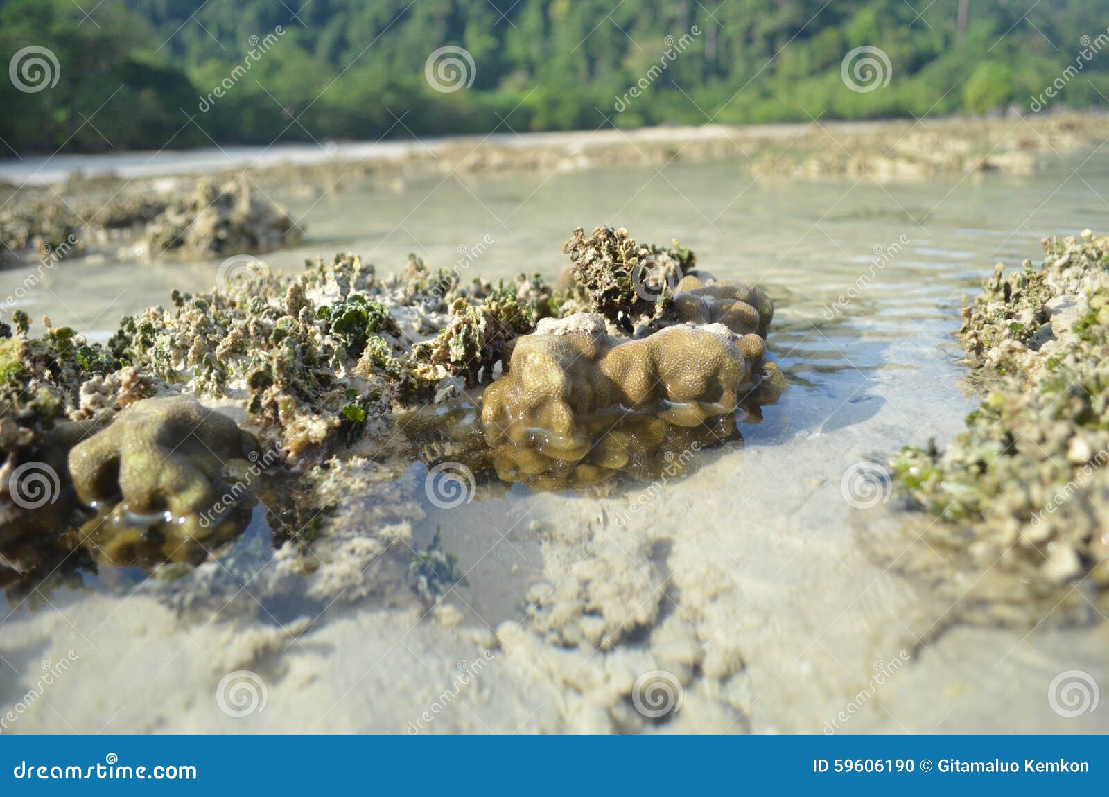 Coral stock photo. Image of water, rock, shrimp, river - 59606190