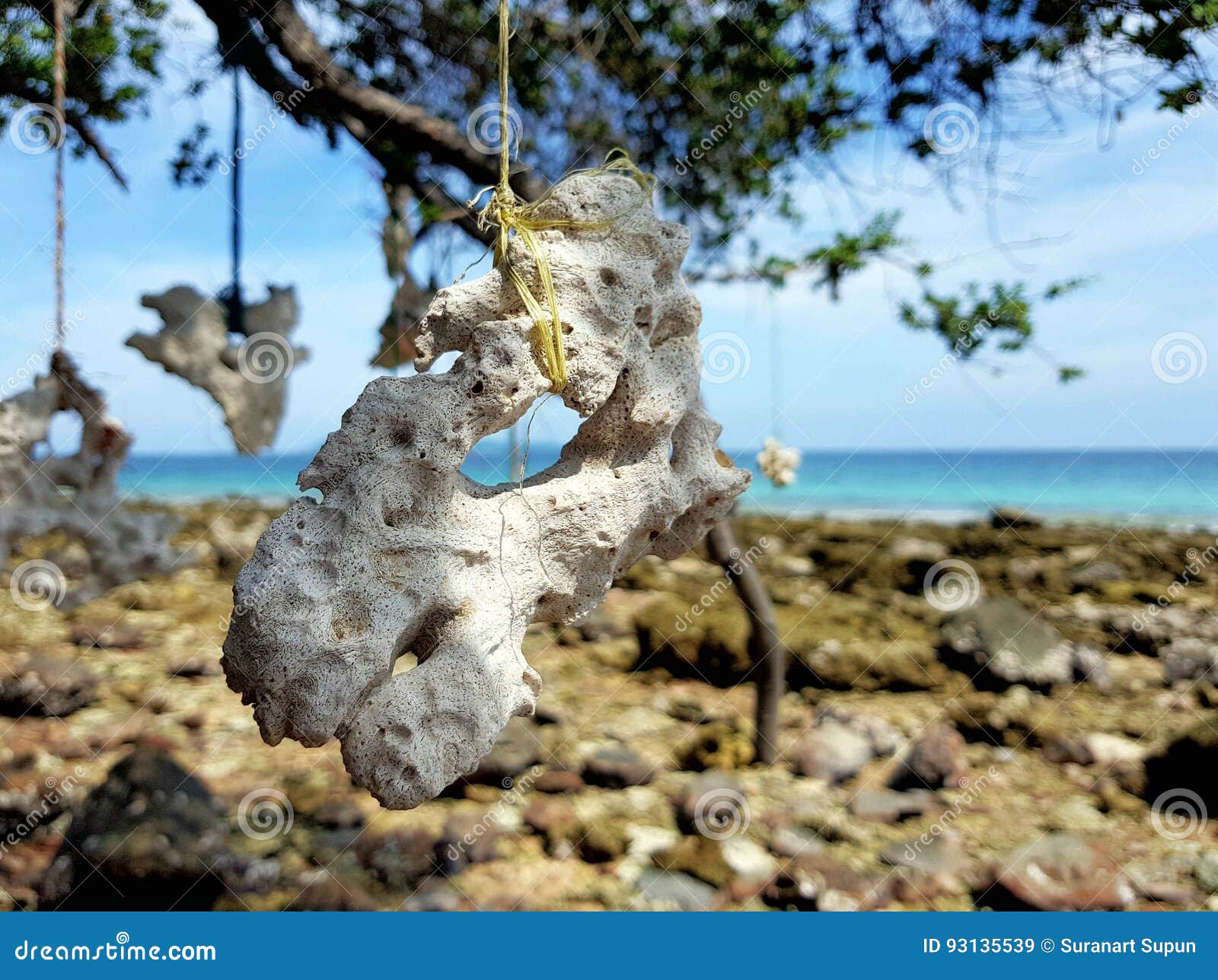Coral hanging on a tree. stock image. Image of beach - 93135539