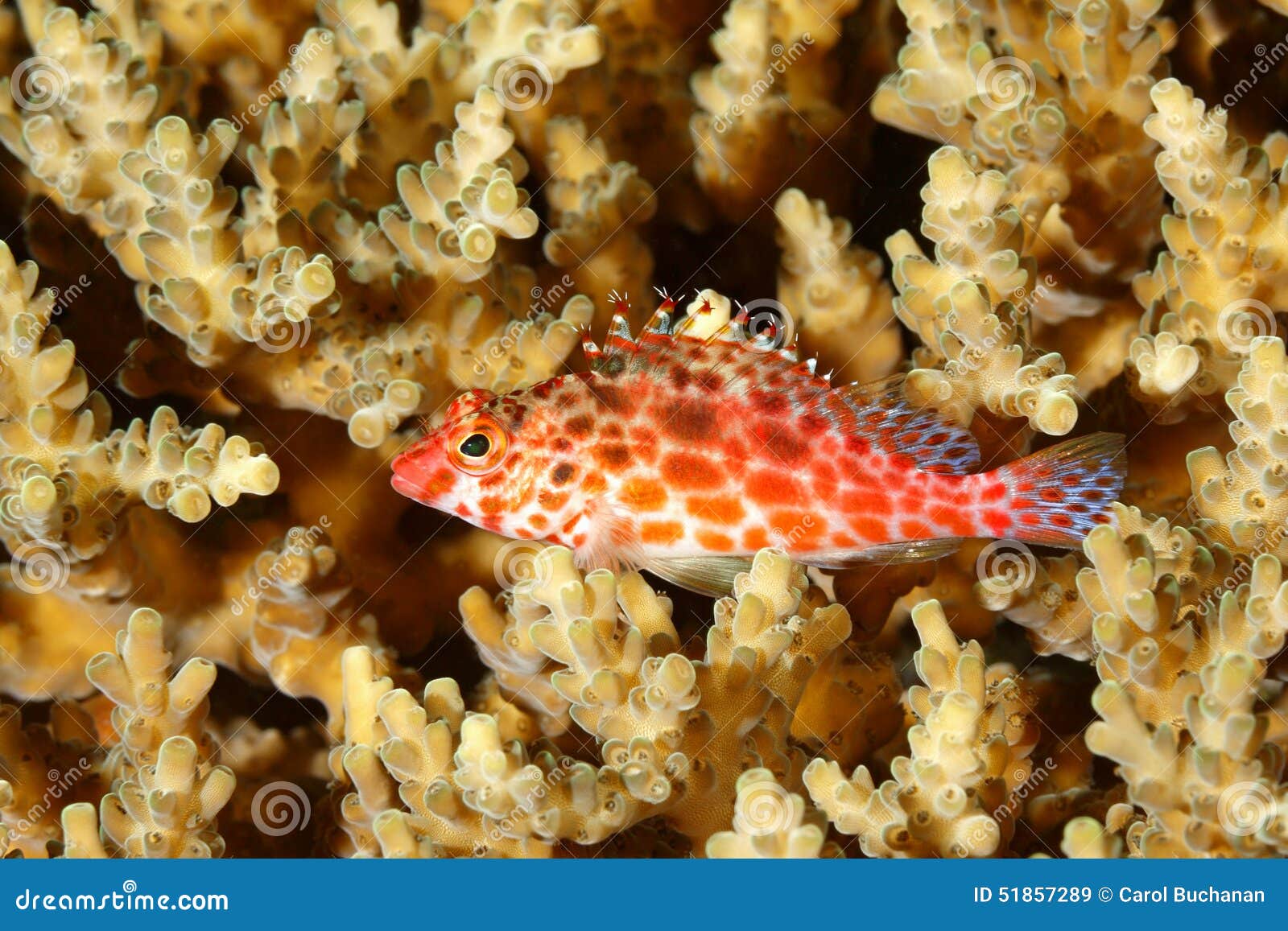 Coral Hawkfish, Cirrhitichthys Oxycephalus Stock Image - Image of fish ...