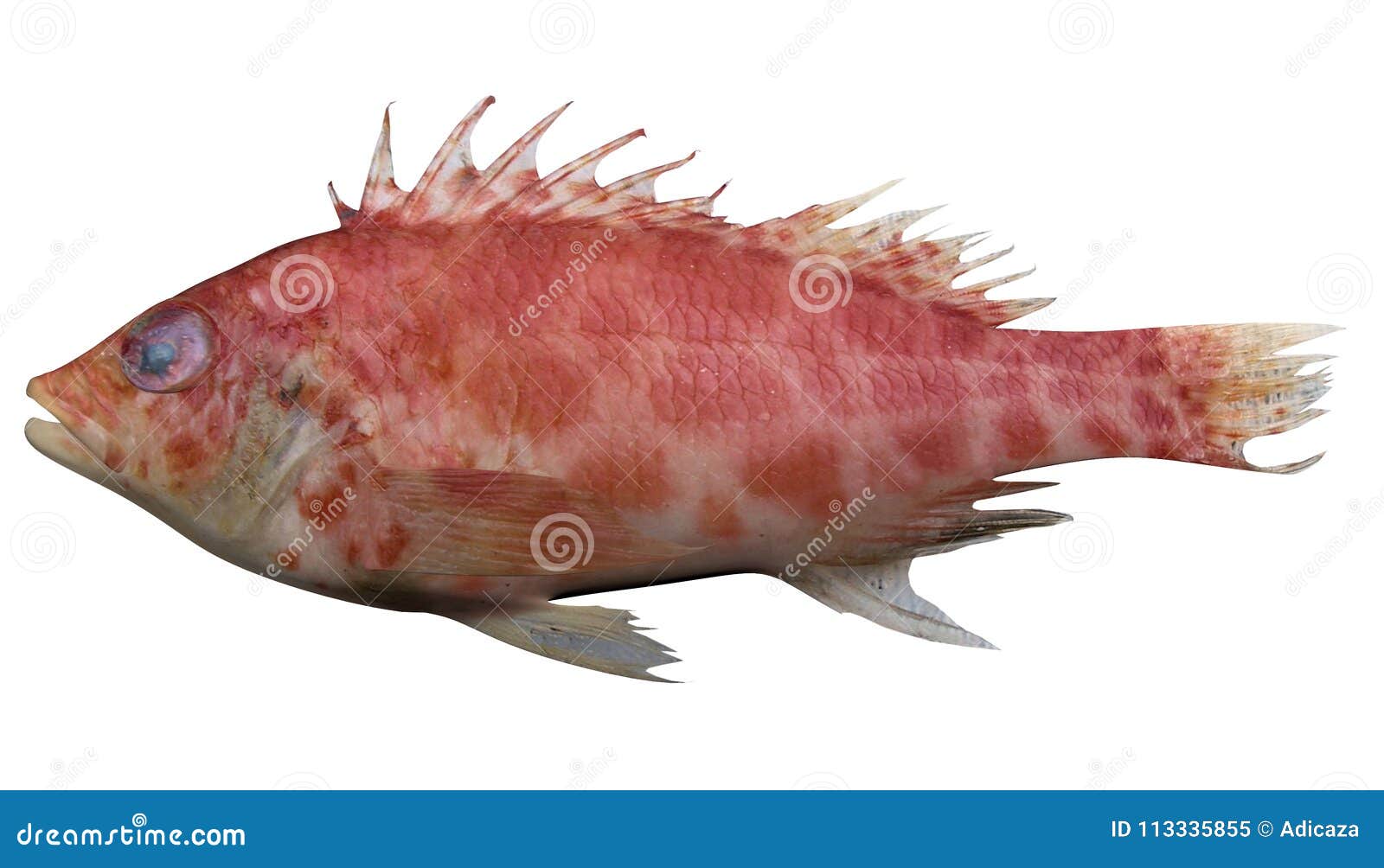 Coral Hawkfish stock image. Image of diet, nutrition - 113335855