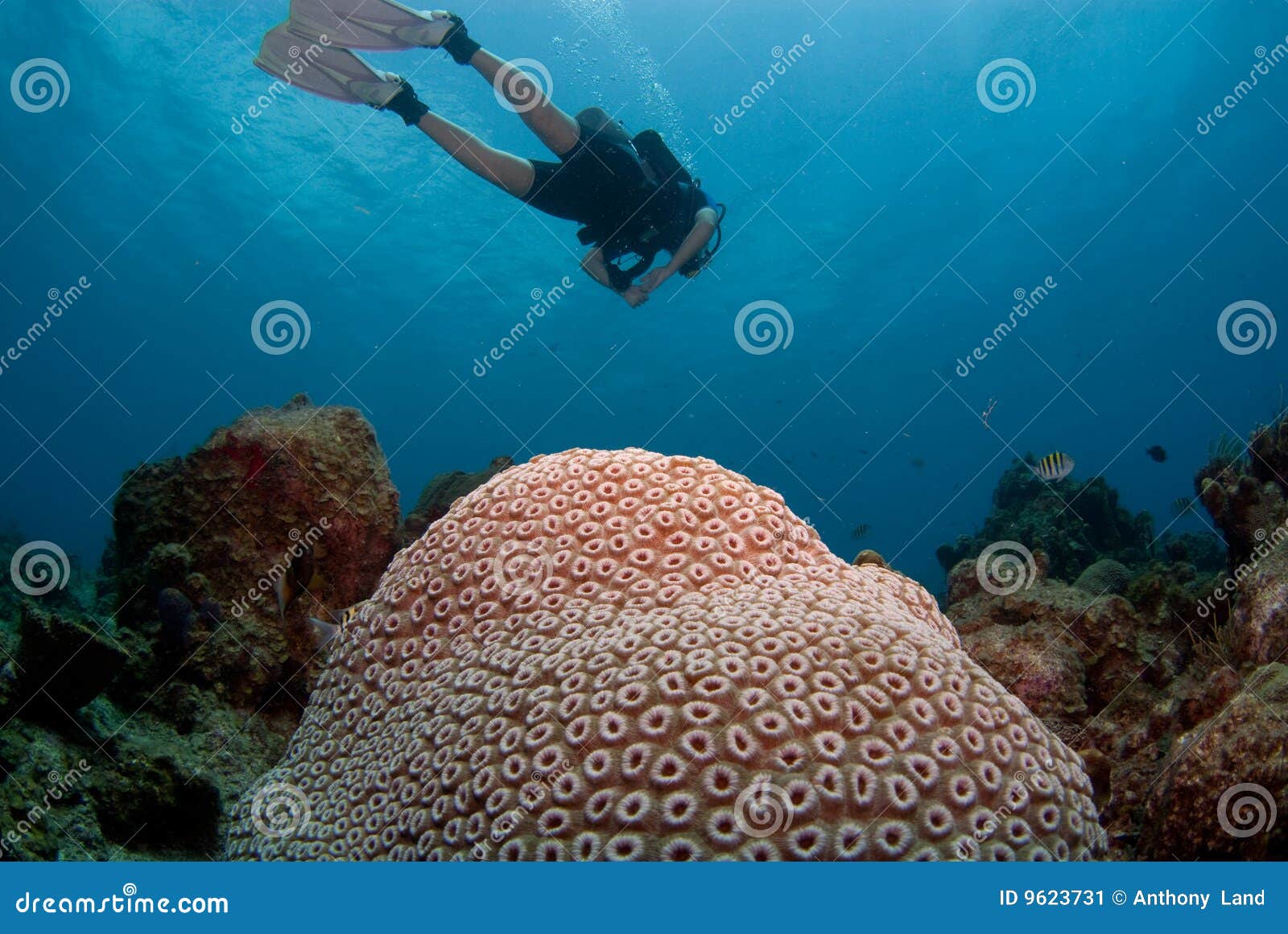 Coral Head 2 stock image. Image of grand, reef, cayman - 9623731
