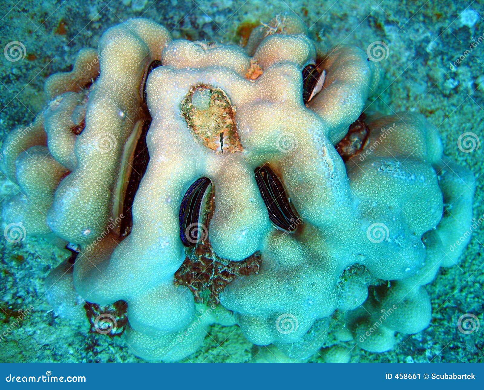 Coral head stock image. Image of reef, abalone, snail, scuba - 458661