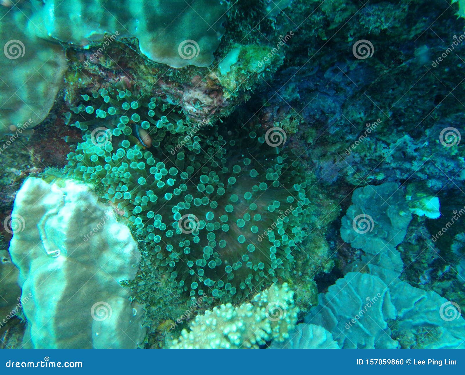 Coral with hiding nemo stock photo. Image of underwaterworld - 157059860